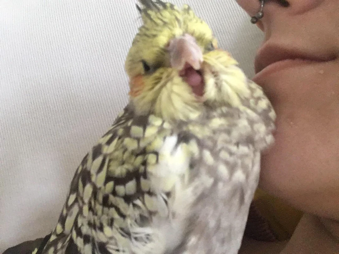 happy floof | Scrolller