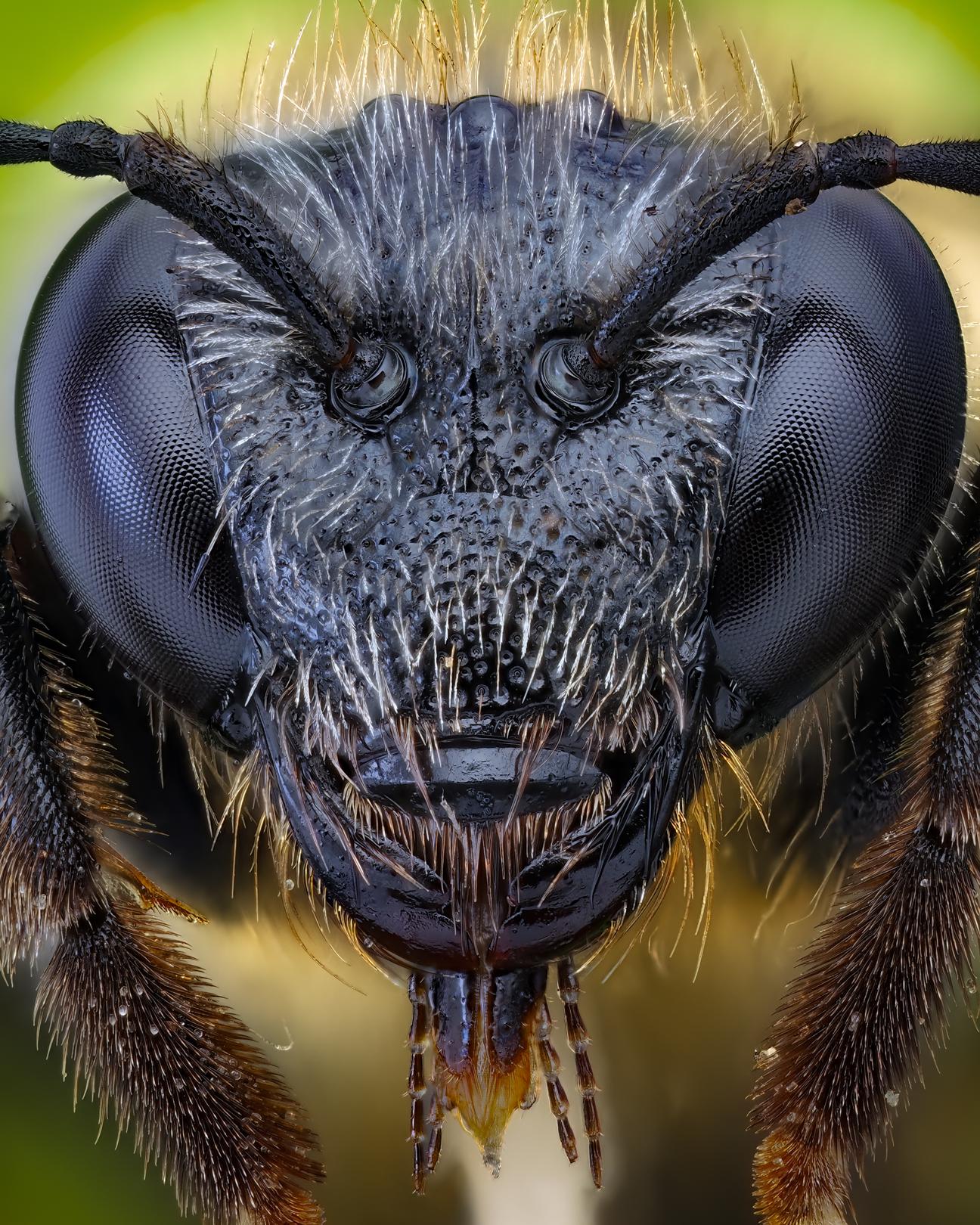 Small bee | Scrolller