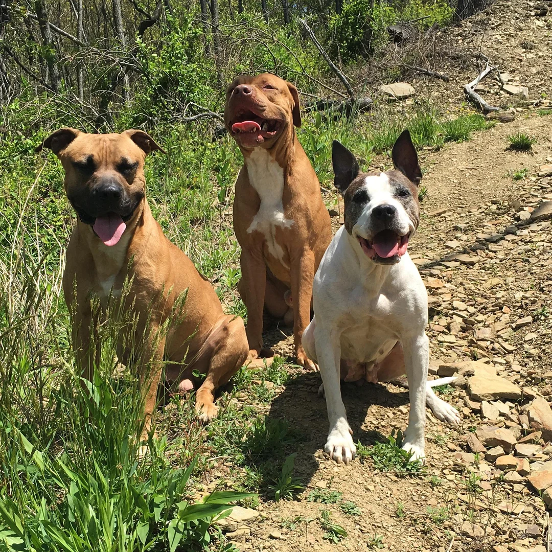 One of my favorite photos of my dogs. | Scrolller