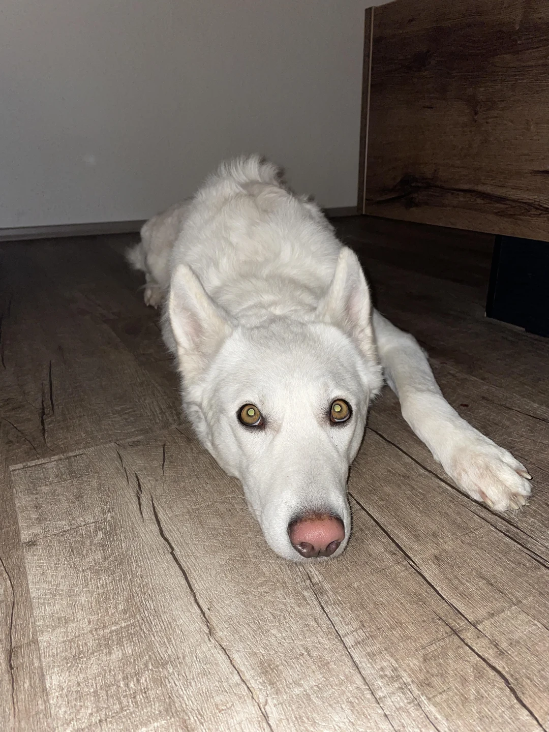 Discover more like Husky: Snoot and Related Content | Scrolller