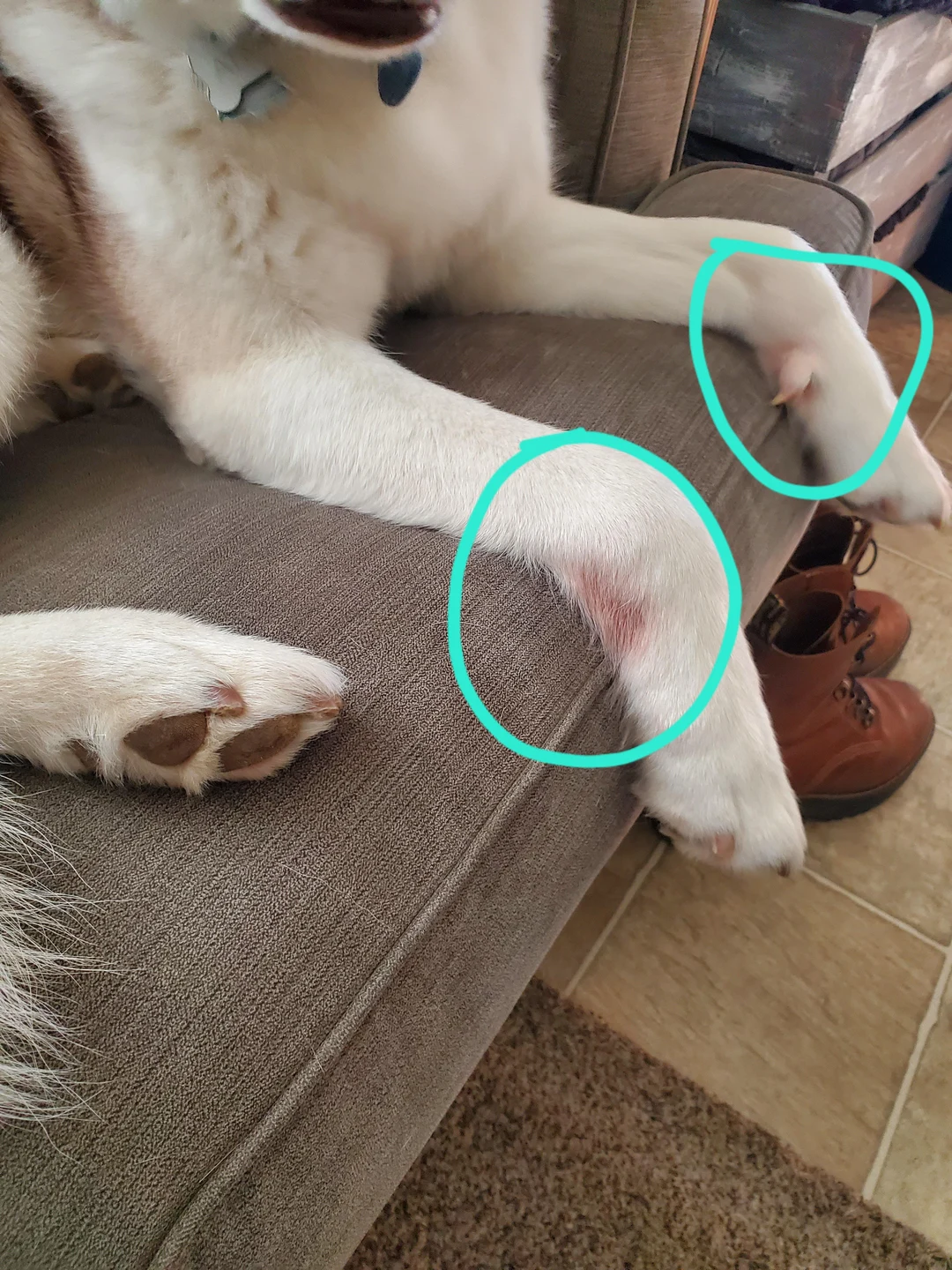 Help red somewhat scabby spots | Scrolller