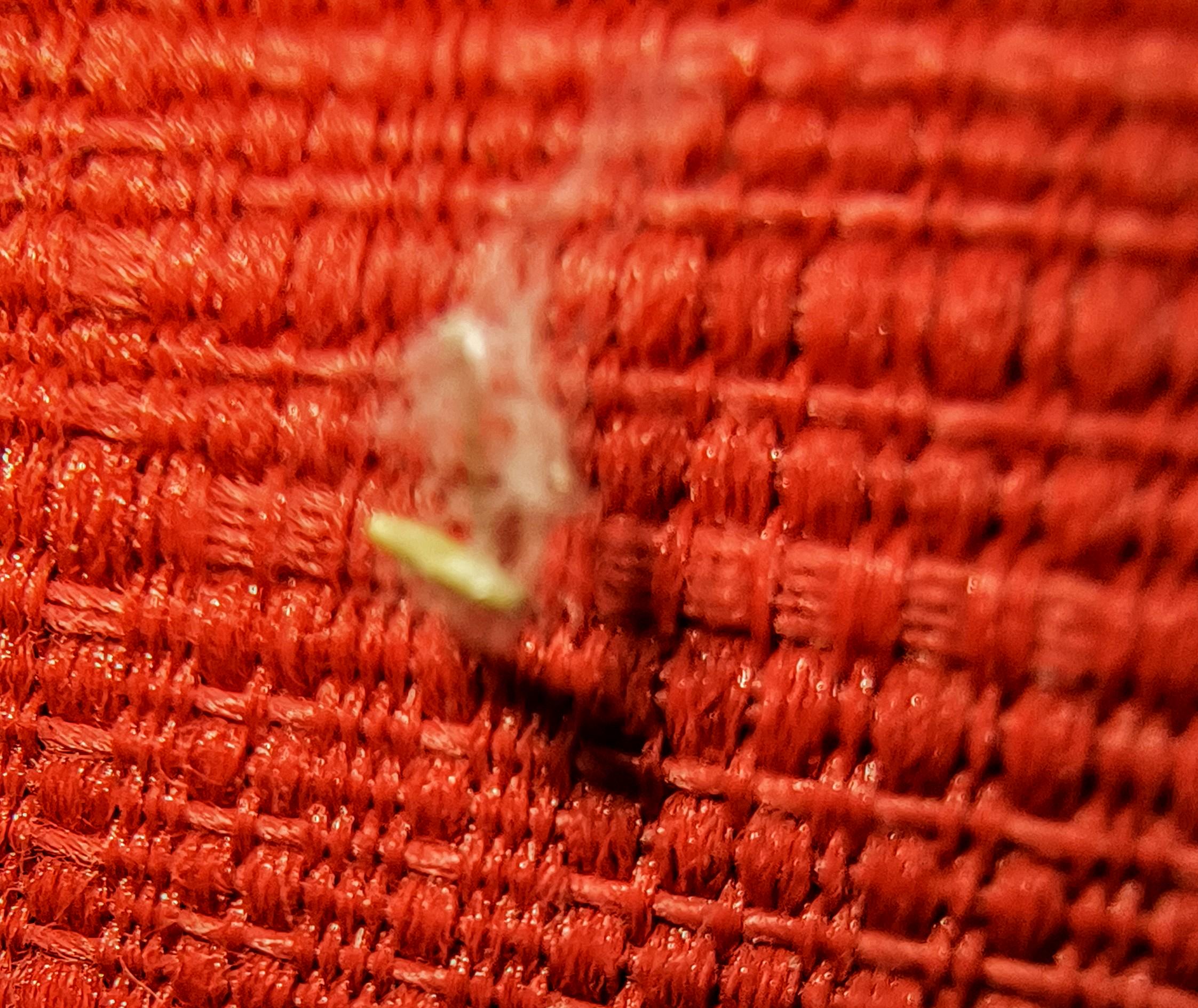 What are these bugs? | Scrolller