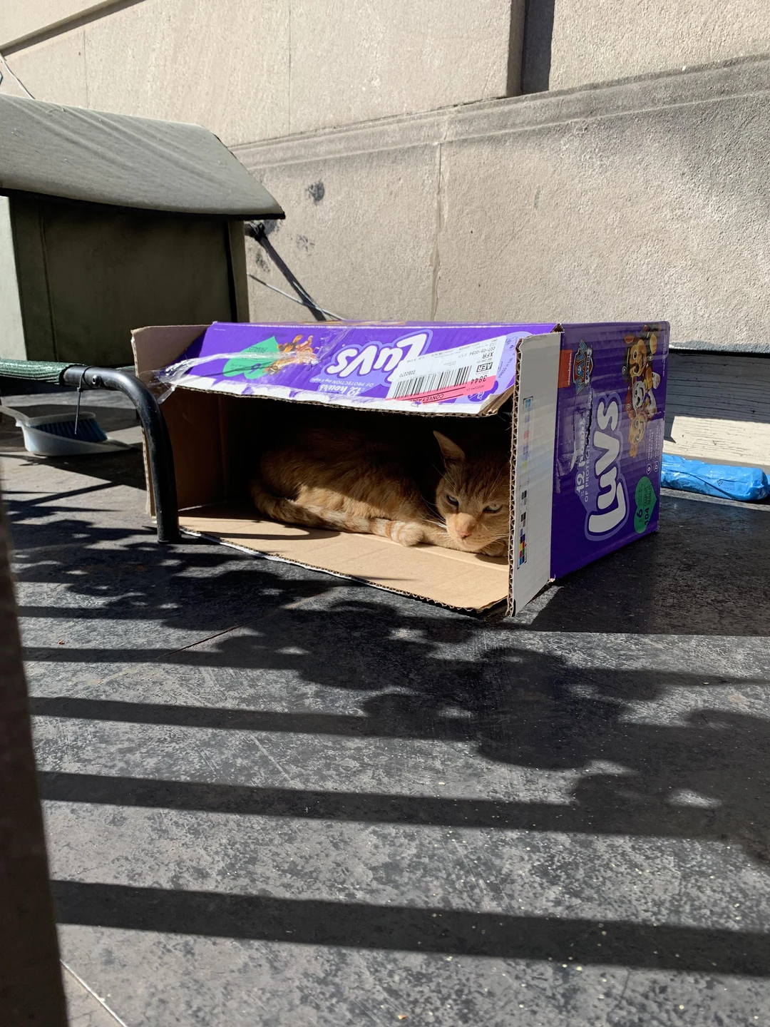 Bodega cat is trapped! | Scrolller