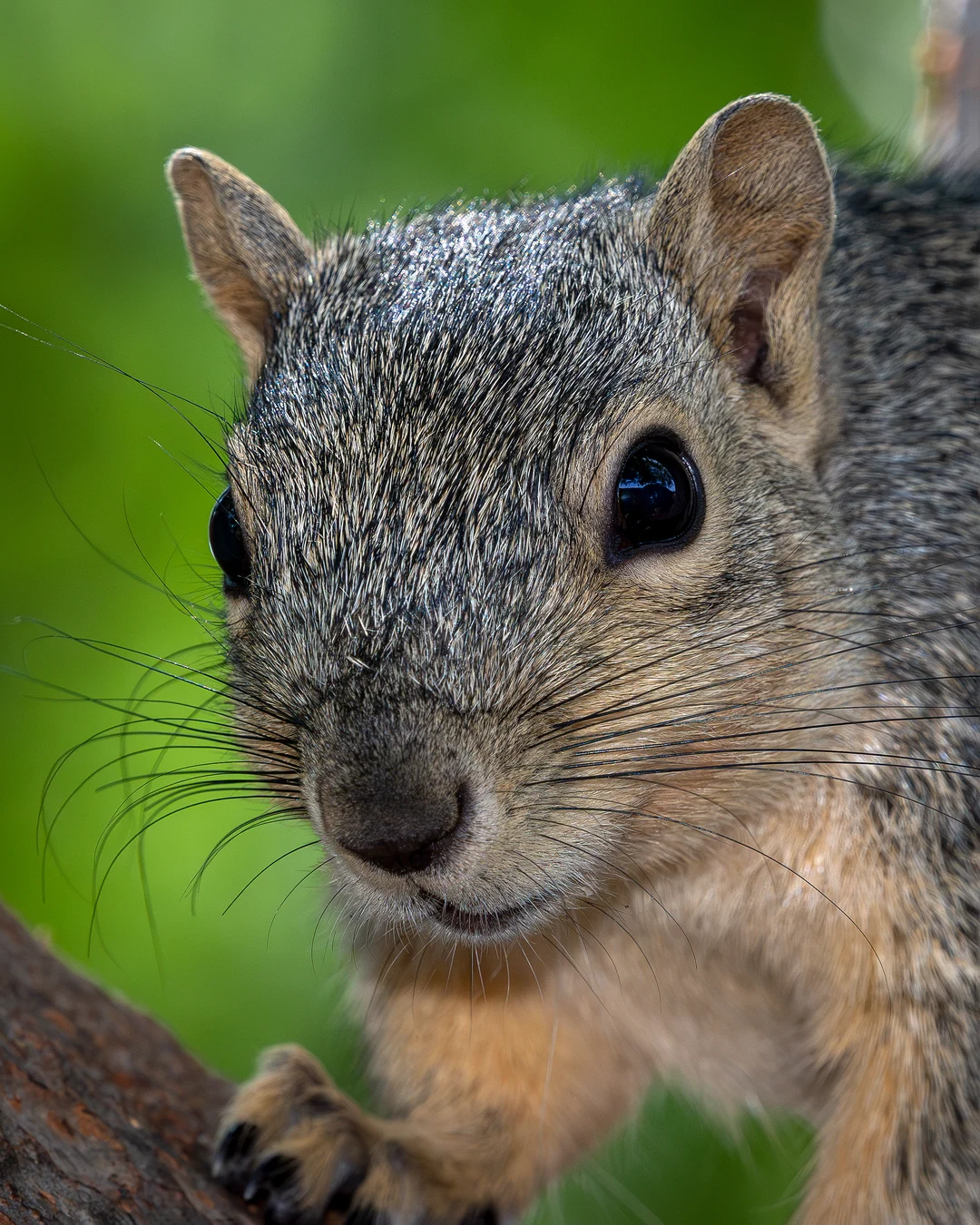 Squirrel | Scrolller