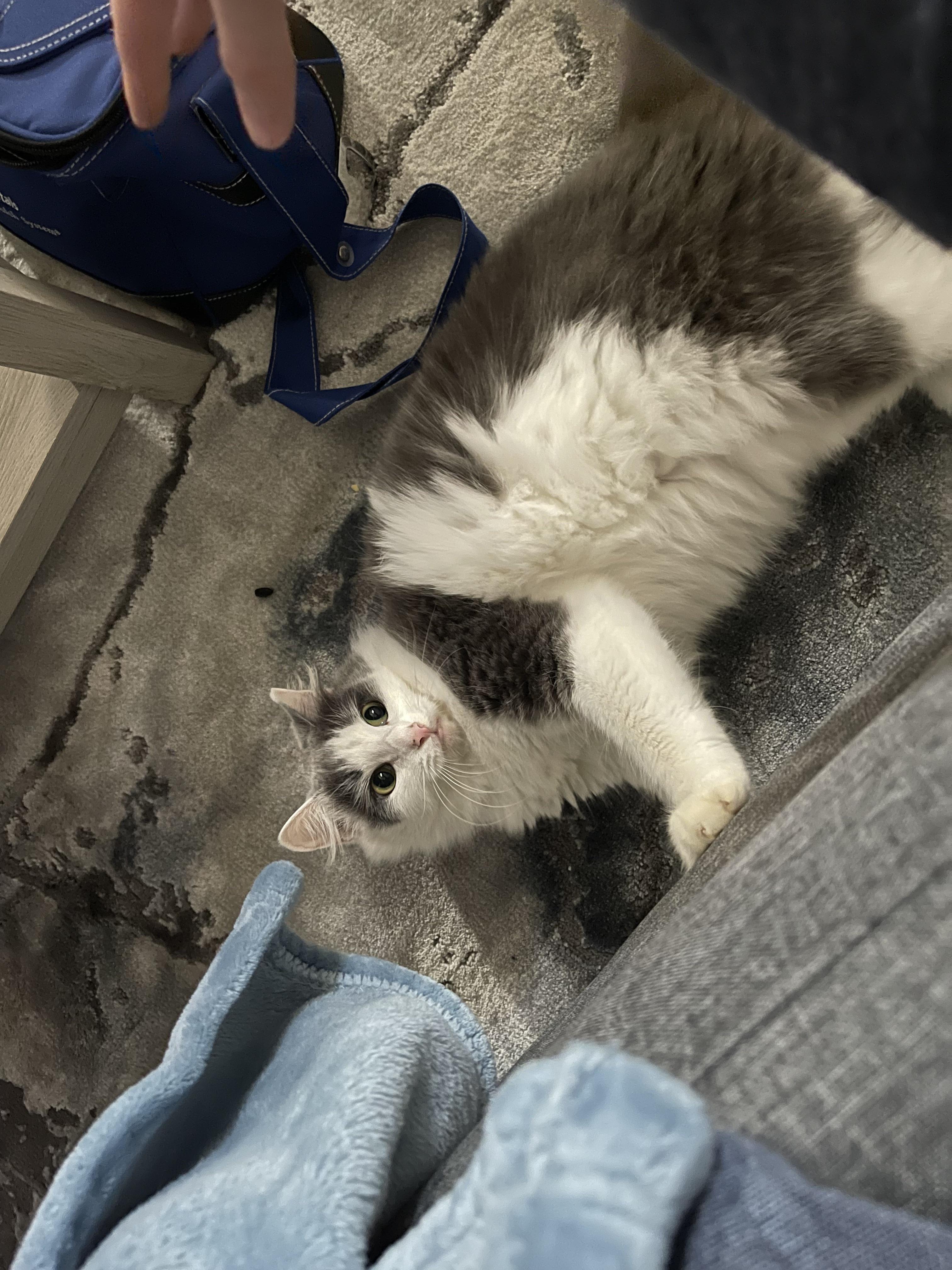 Chonk spotted | Scrolller