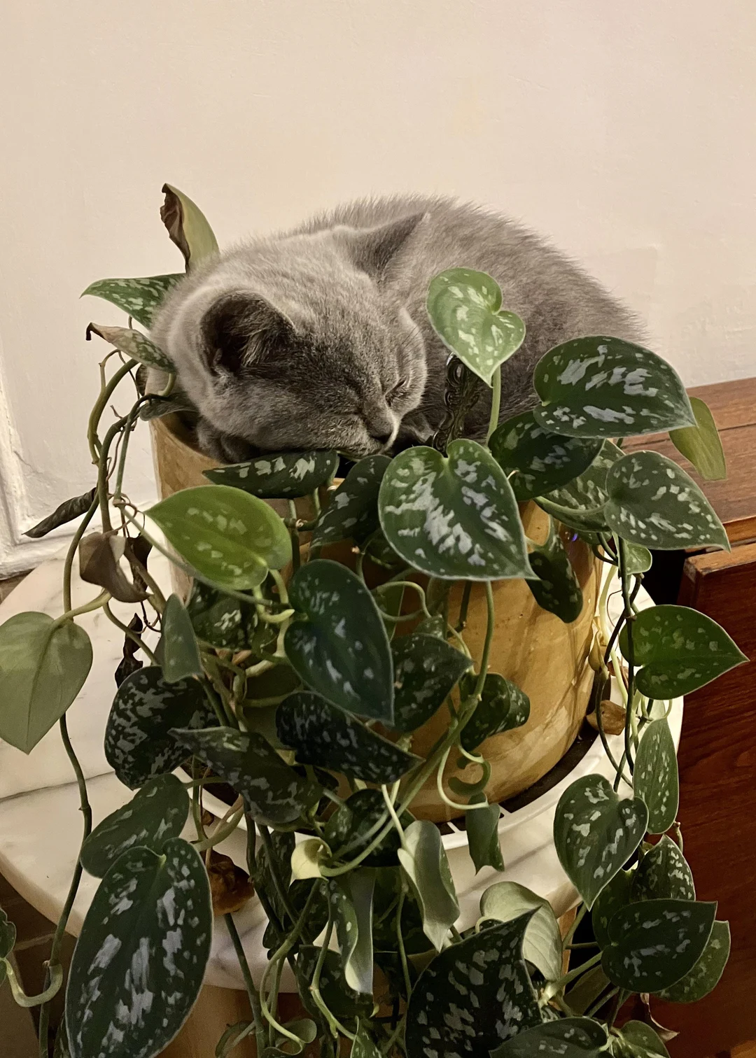 Silver satin pothos catbed | Scrolller
