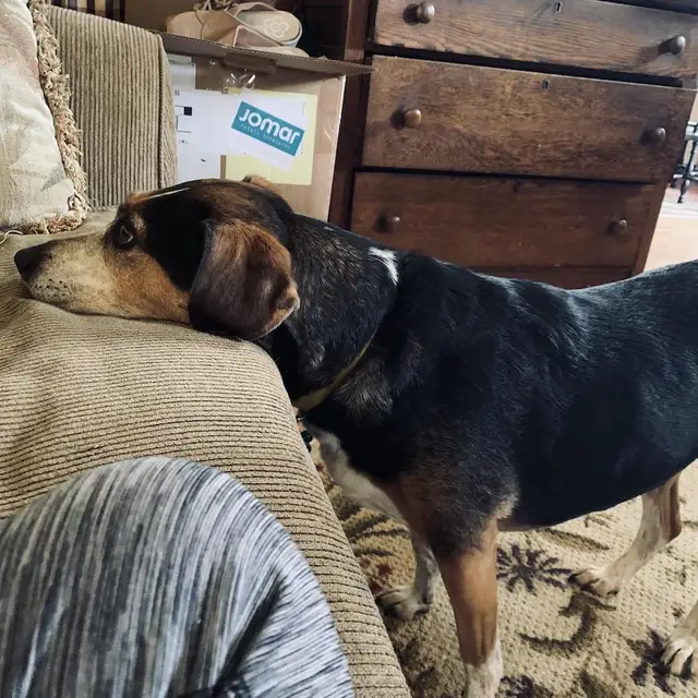 Couch is too much work | Scrolller