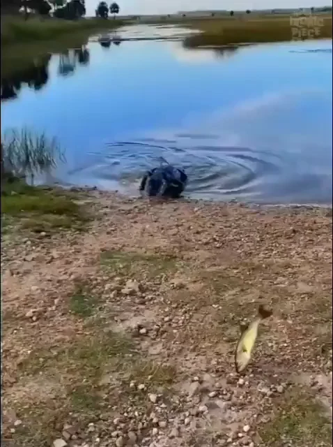 there's always a bigger fish | Scrolller