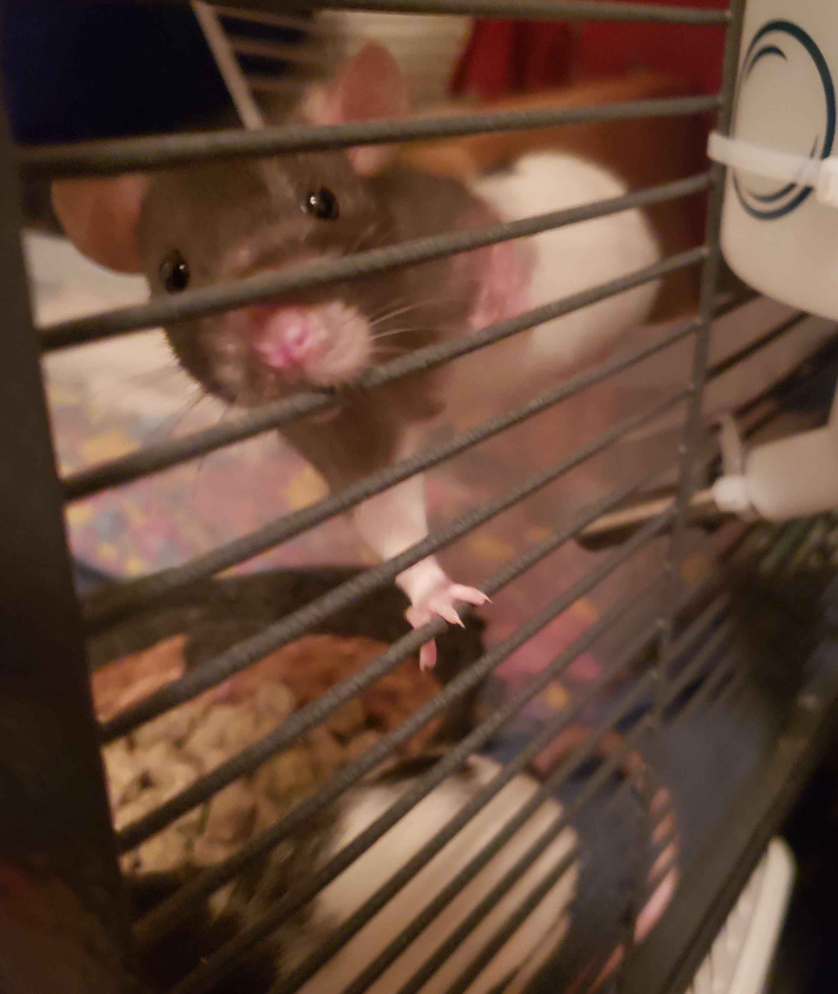 How to tell if my rats actually like me or if they just want to escape from the cage? (+ Rat tax ...