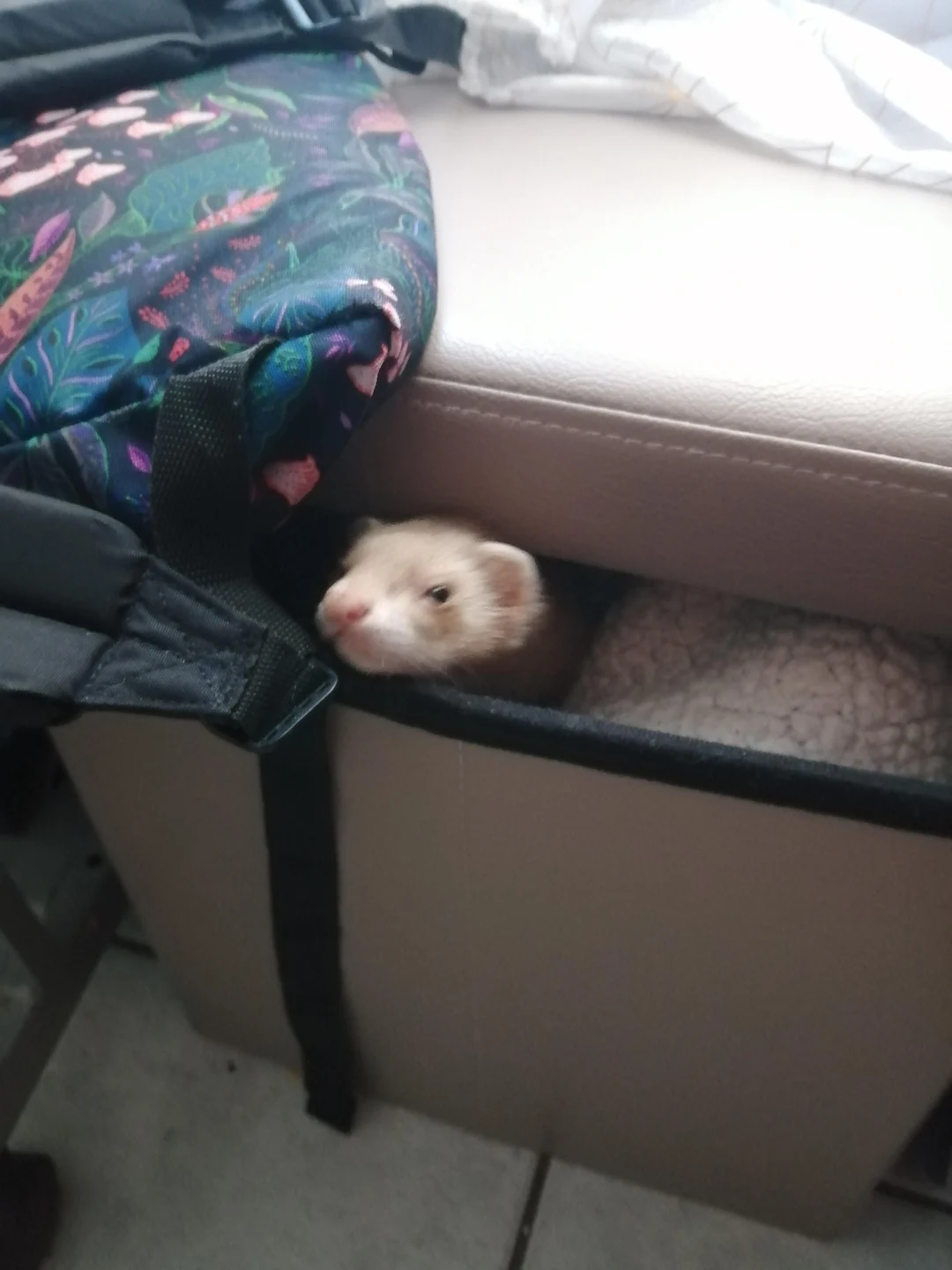 my step-son unhappy I disturbed his little nap in the plaid stash >:( | Scrolller