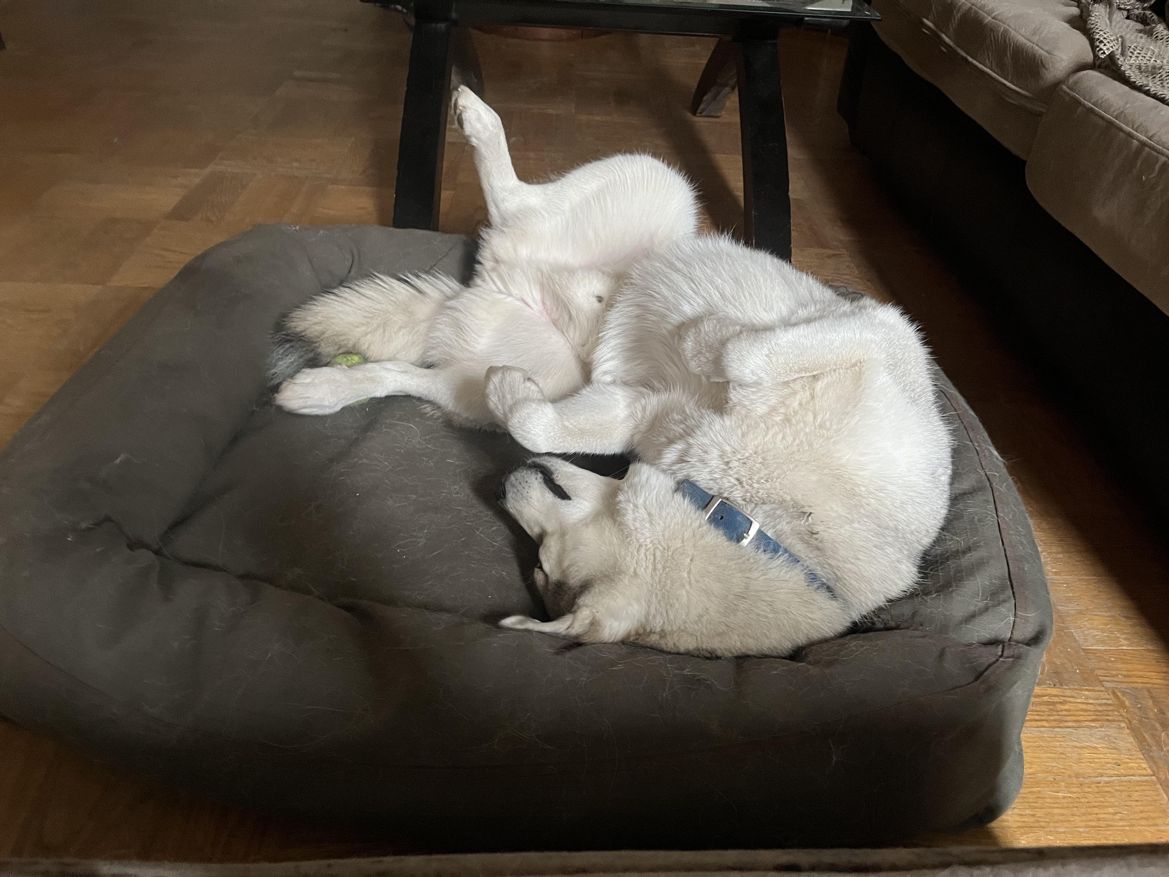 Standard procedure… | Scrolller