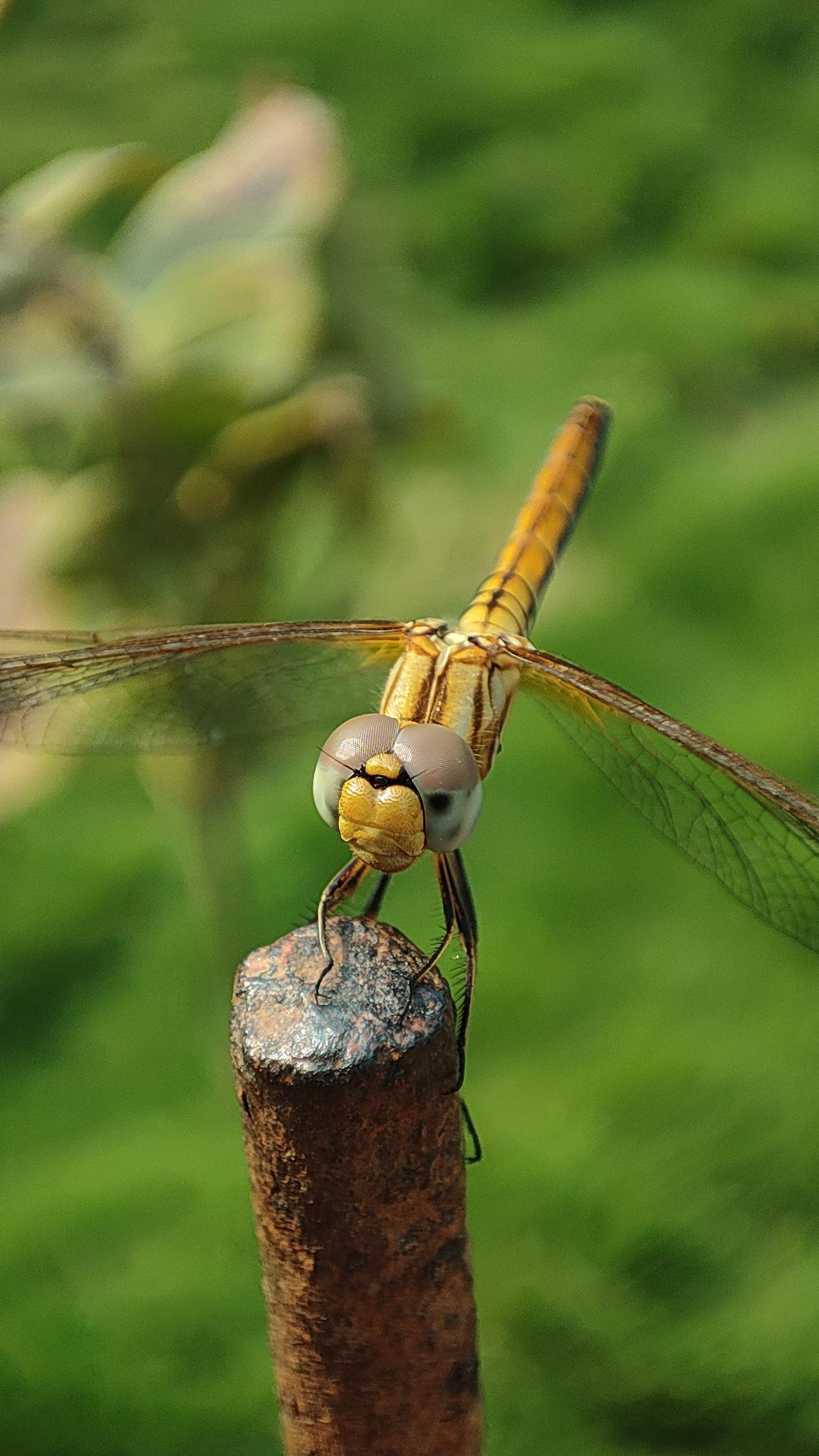 Discover more like MacroPorn: A mini dragonfly and Related Content | Scrolller