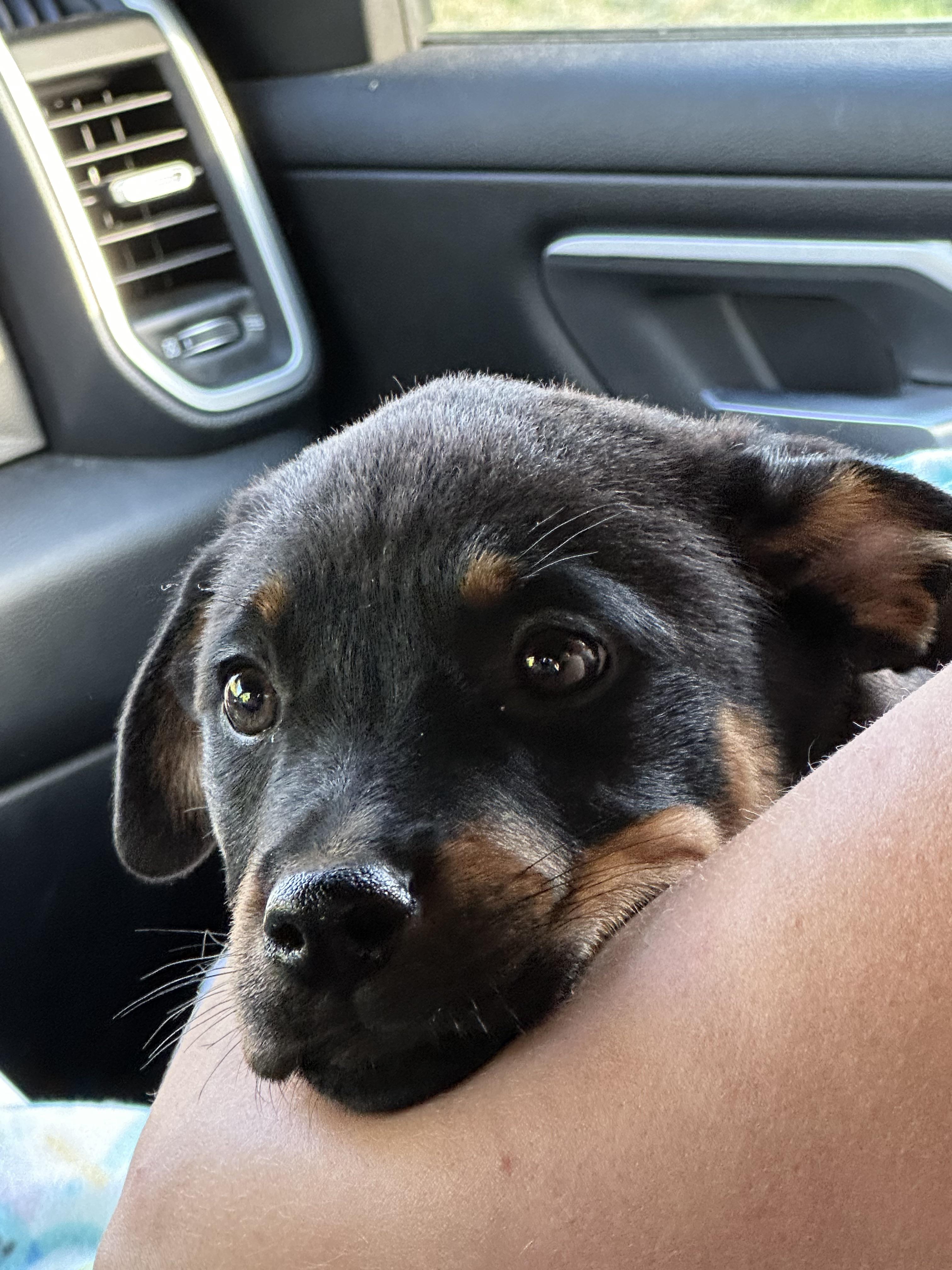 meet daisy!! | Scrolller