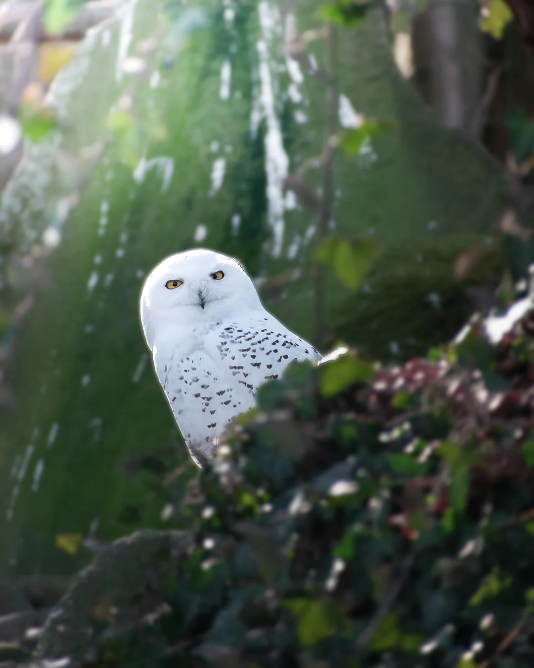 Snowy owl peeking | Scrolller