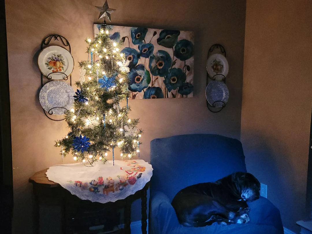 Present under the tree | Scrolller