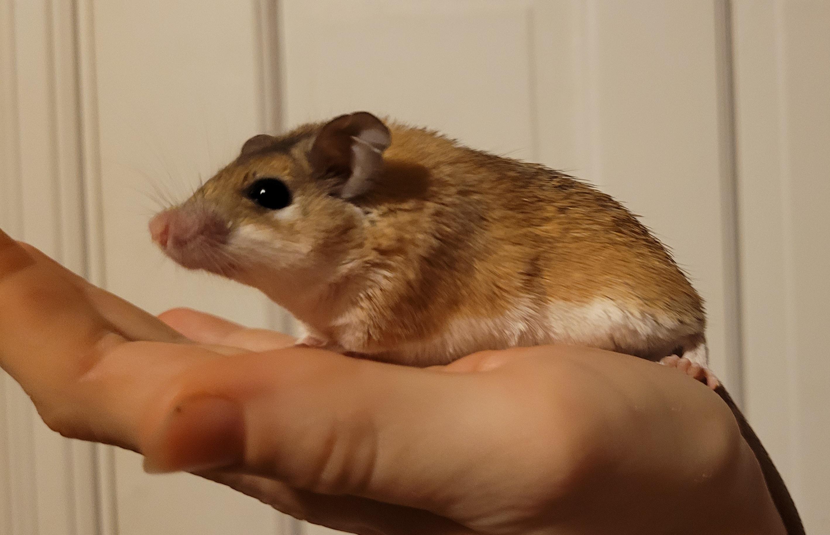 One of our spiny mice | Scrolller