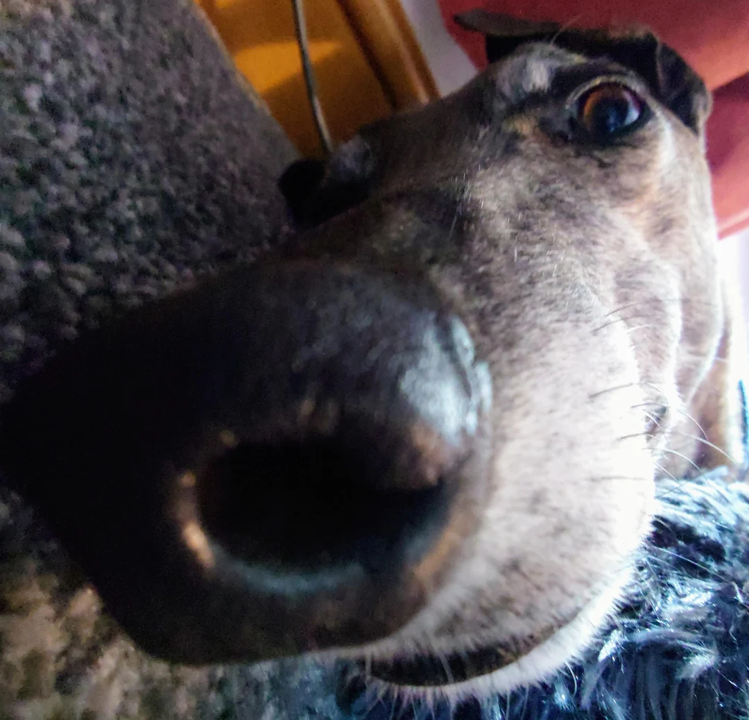 My! What a long snoot you have! | Scrolller