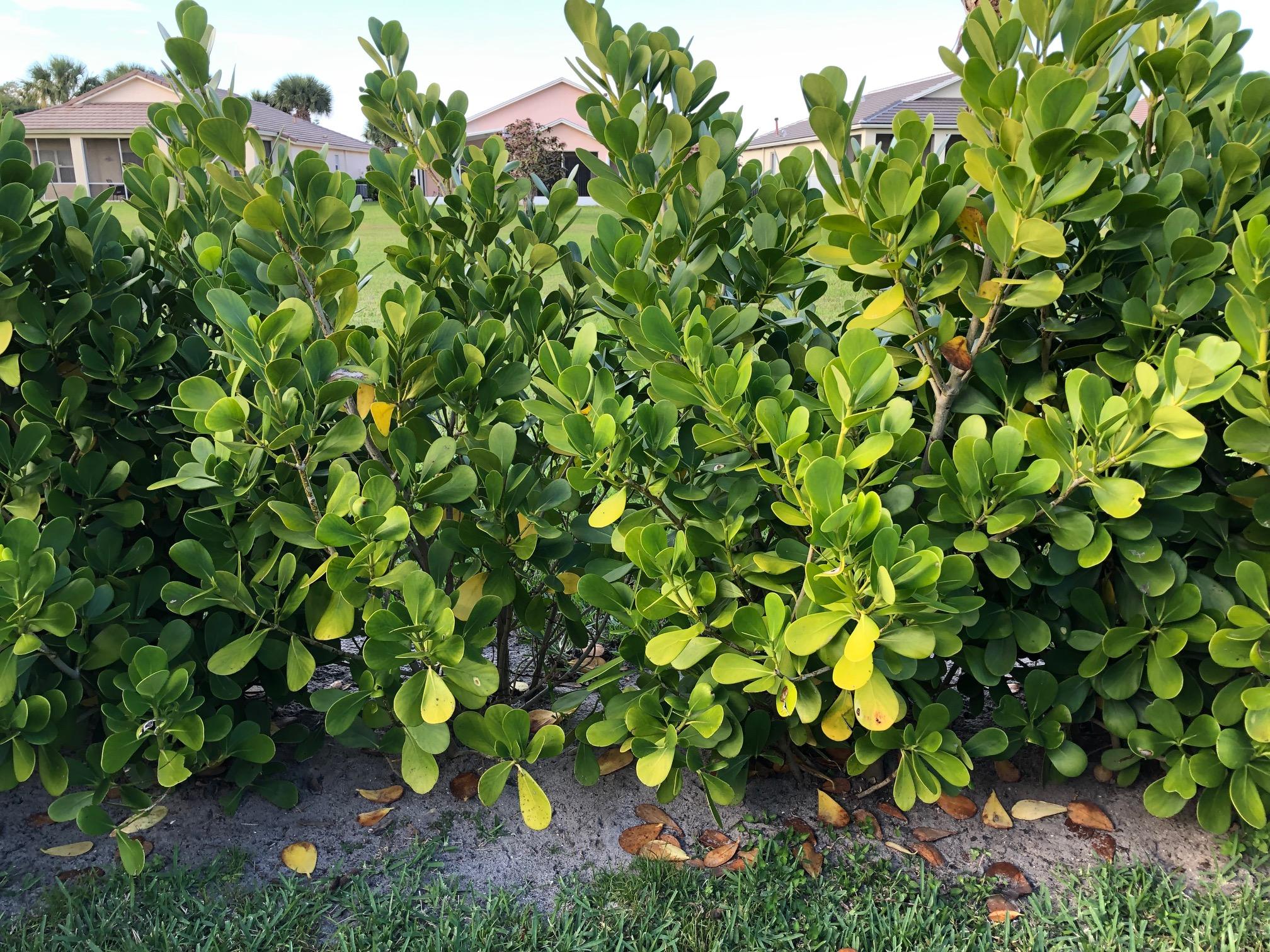 Help Needed - Yellowing Clusias | Scrolller