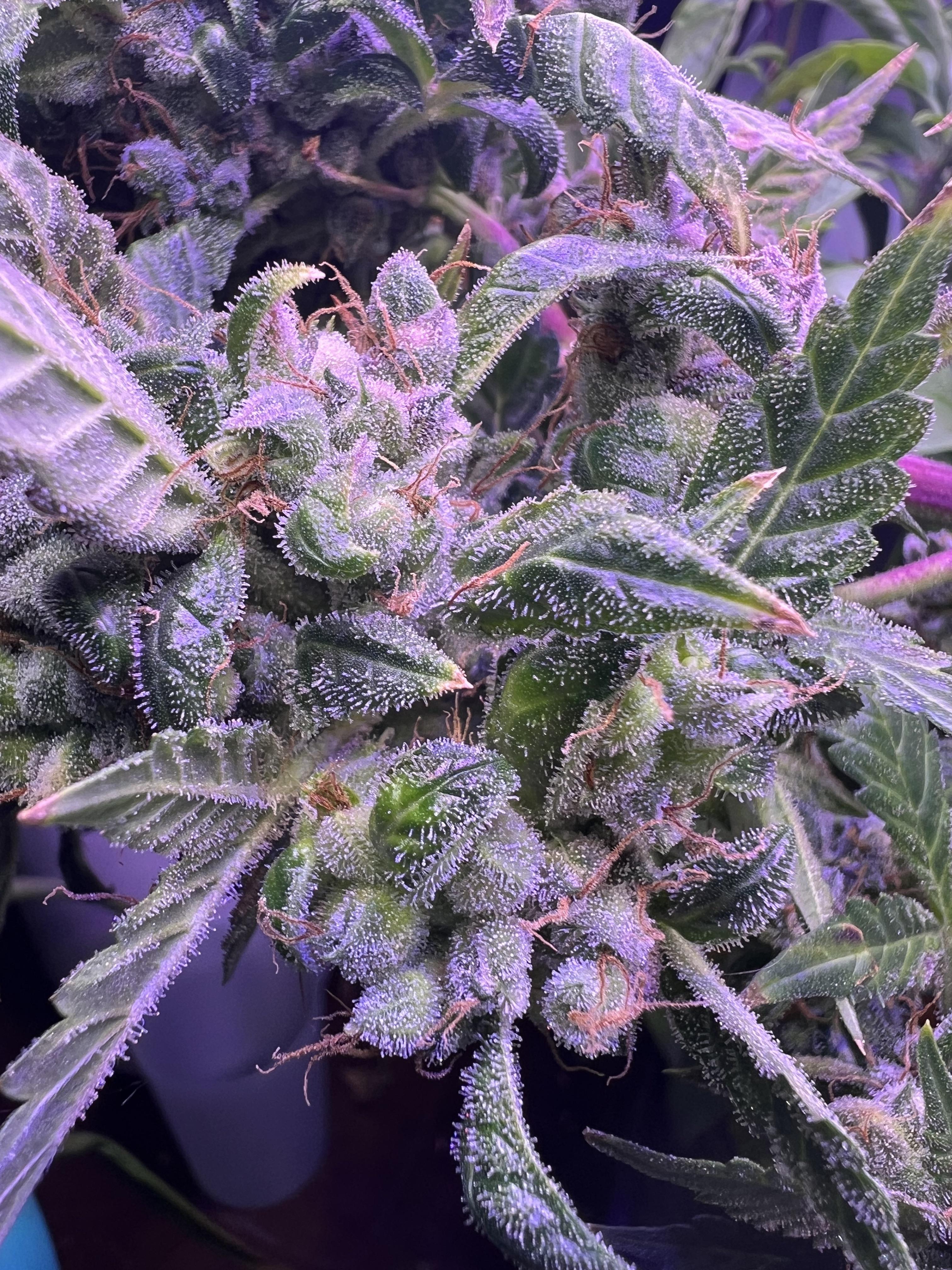 Any advice? | Scrolller