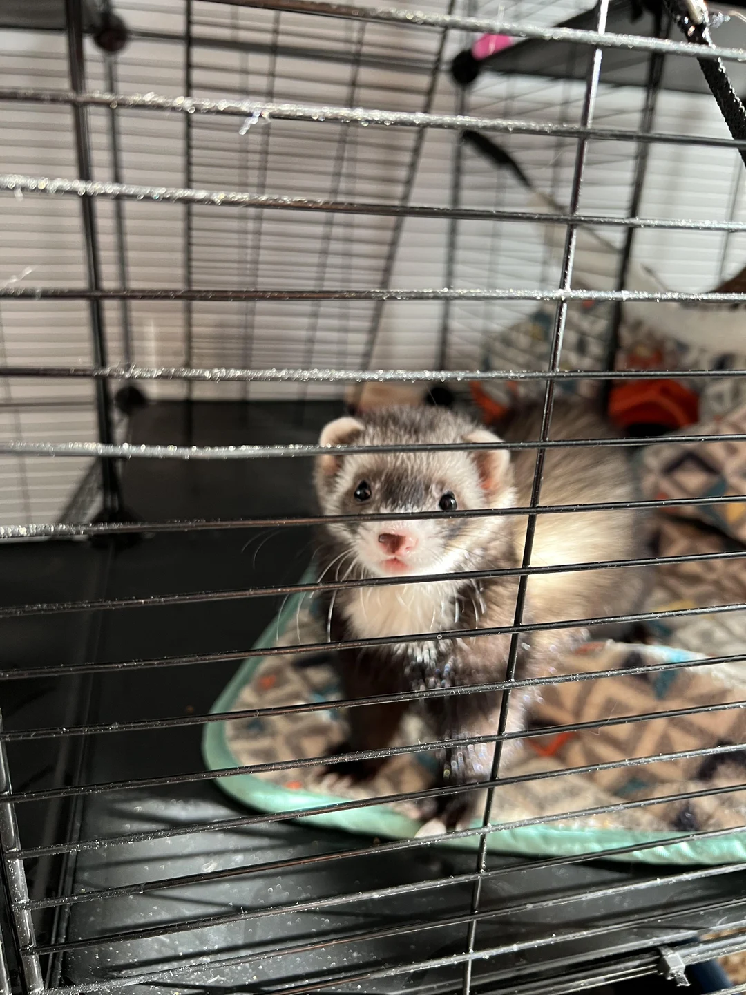 Introducing Biscuit!! | Scrolller