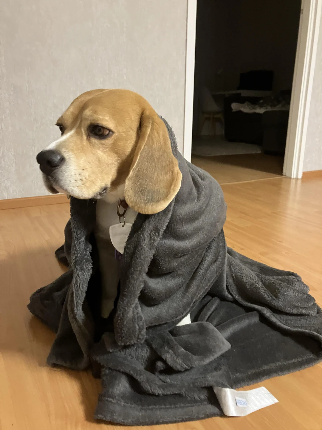 Ruudolf 🐶 (Beagle) | Scrolller