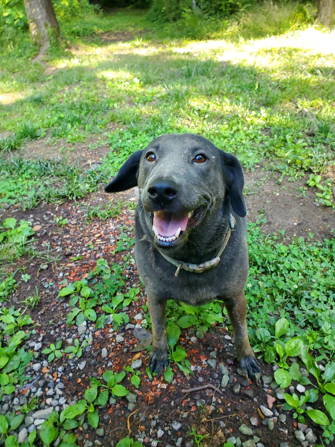 Henny is Happiest Covered in Mud | Scrolller