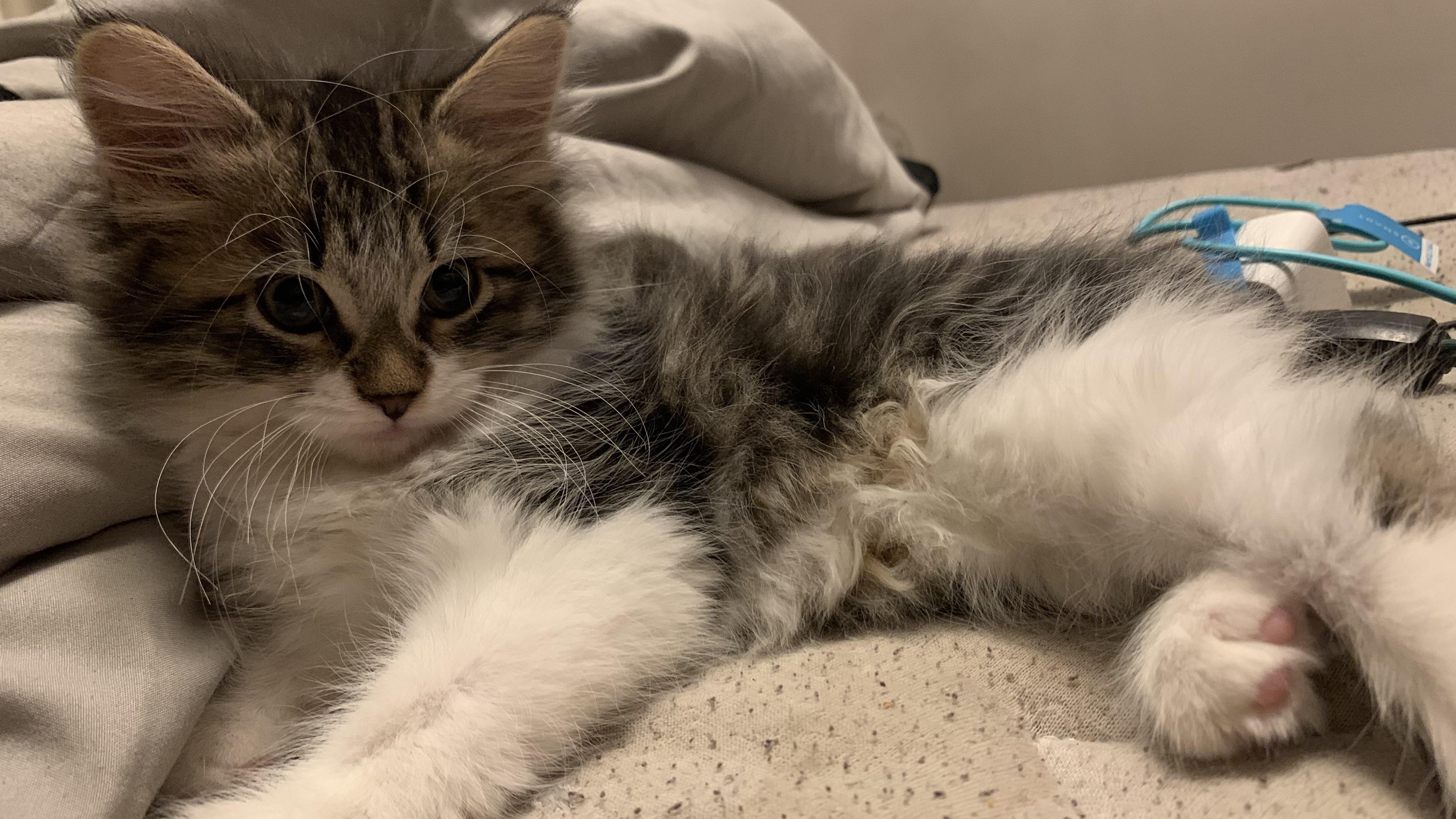 Marbles the Kitty | Scrolller