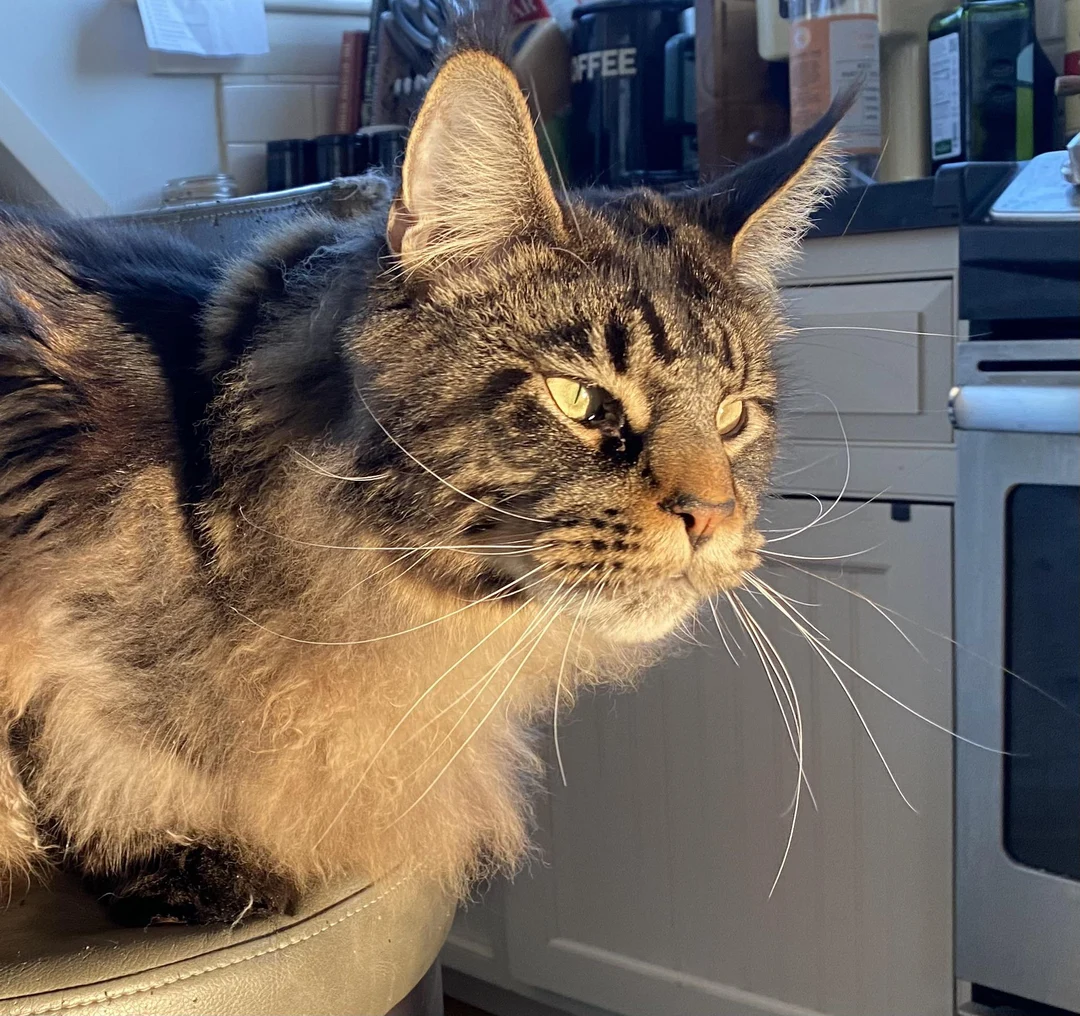 floof in sun | Scrolller