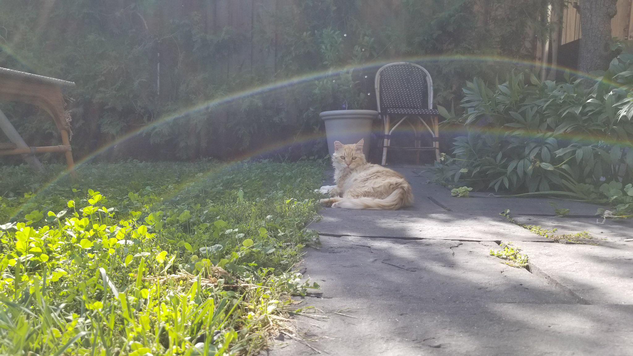 Garfield with a Double Rainbow | Scrolller