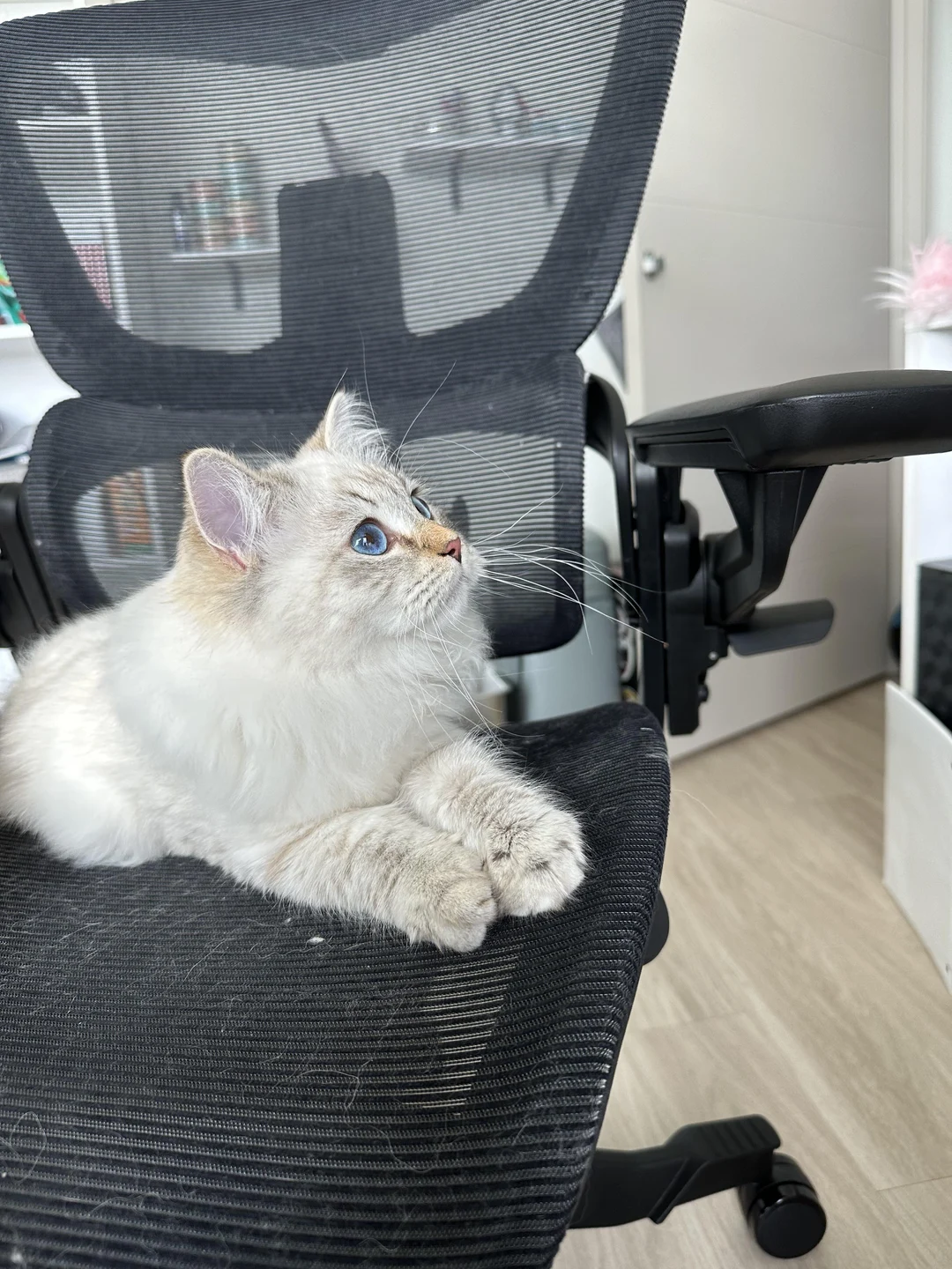 My new kitten | Scrolller