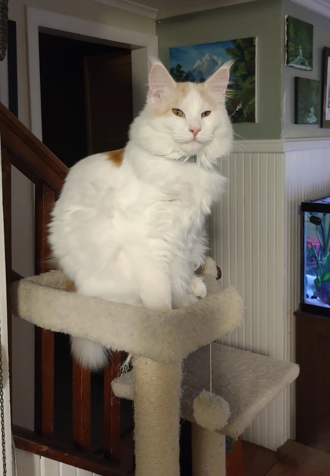 Loki just woke up from his after dinner nap, 10 lbs. @ 6 months old. | Scrolller