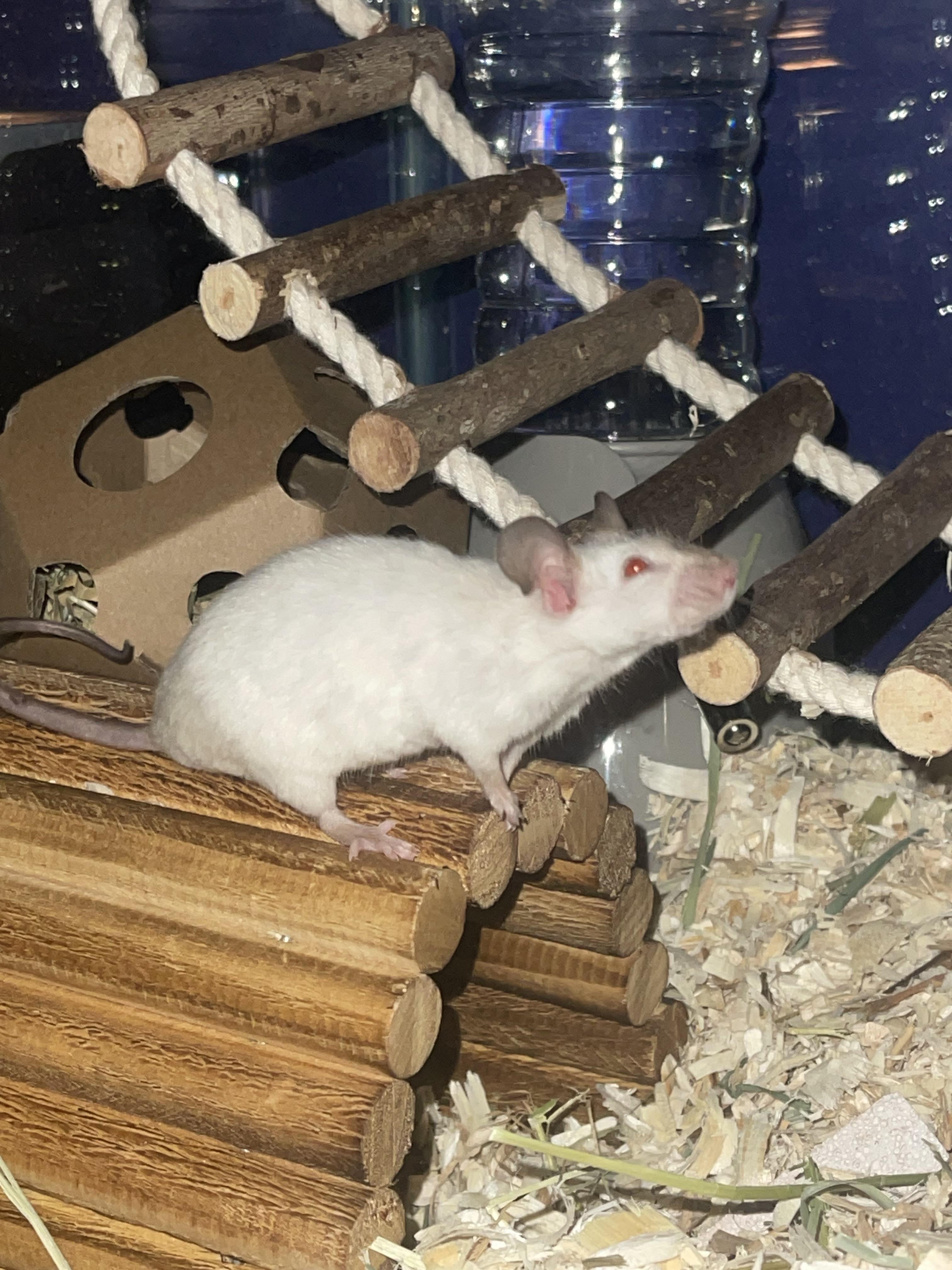 bonding with mice? | Scrolller