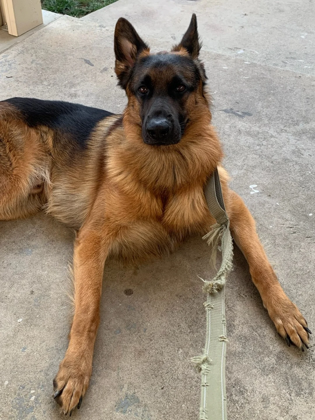 My 2 year old doggo. | Scrolller