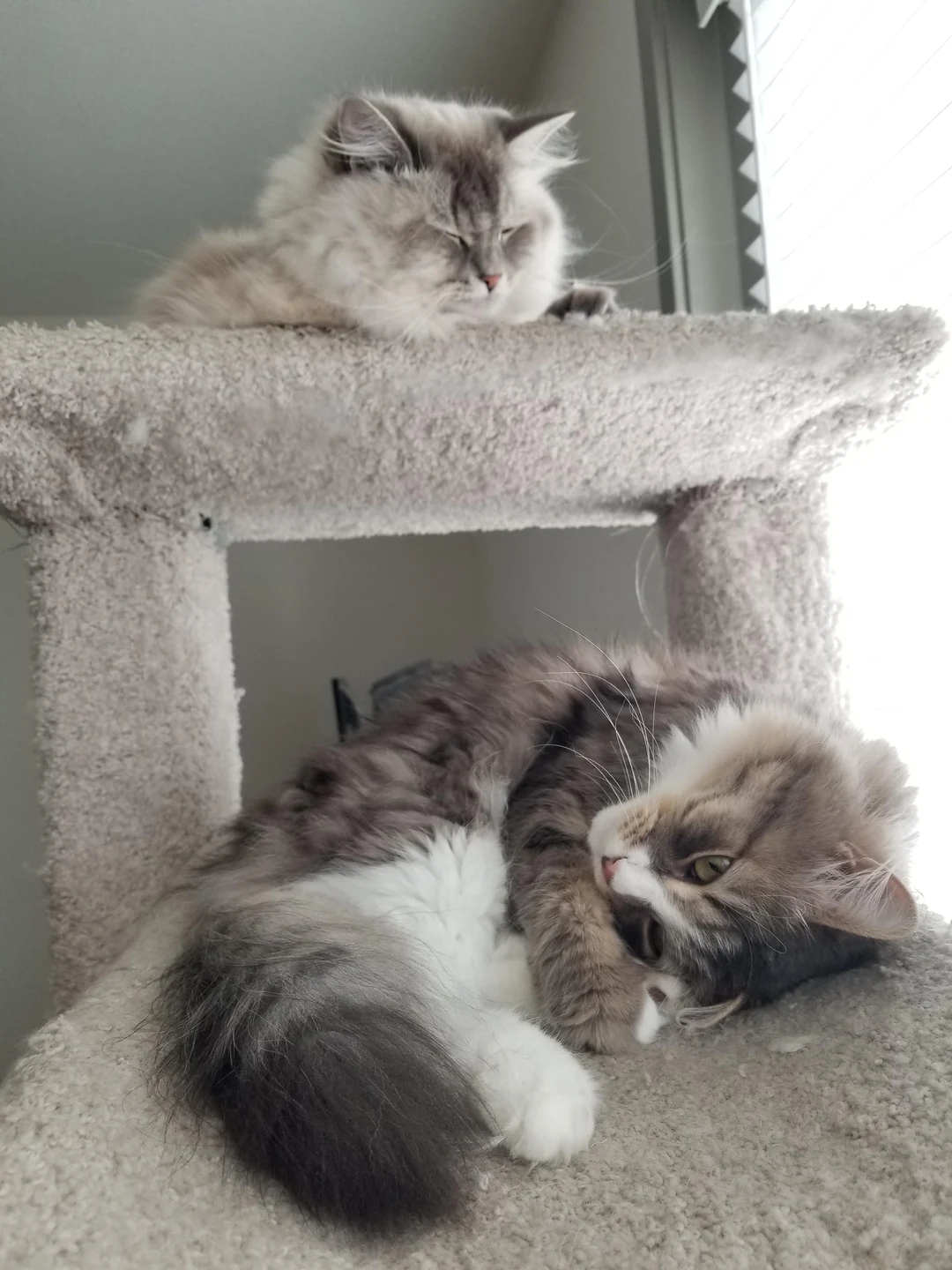 My Angels Scrolller