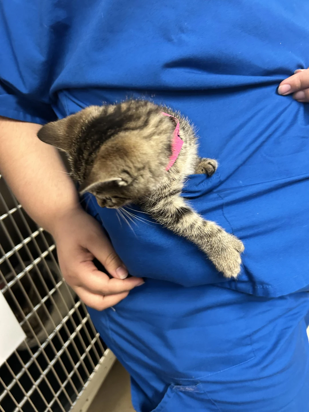 Polly the polydactyl pocket pussy | Scrolller