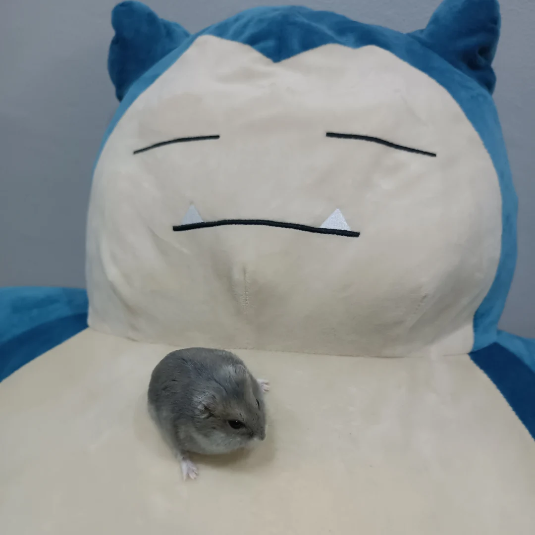 meet my snorlax! (snorlax for scale) | Scrolller