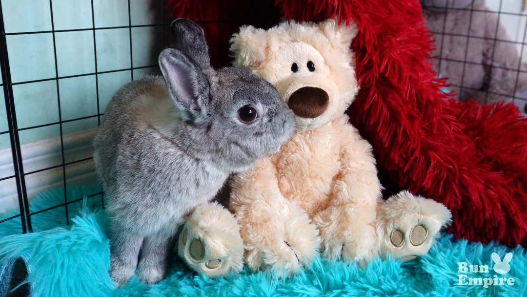 Adorable Bun & Teddy | Scrolller