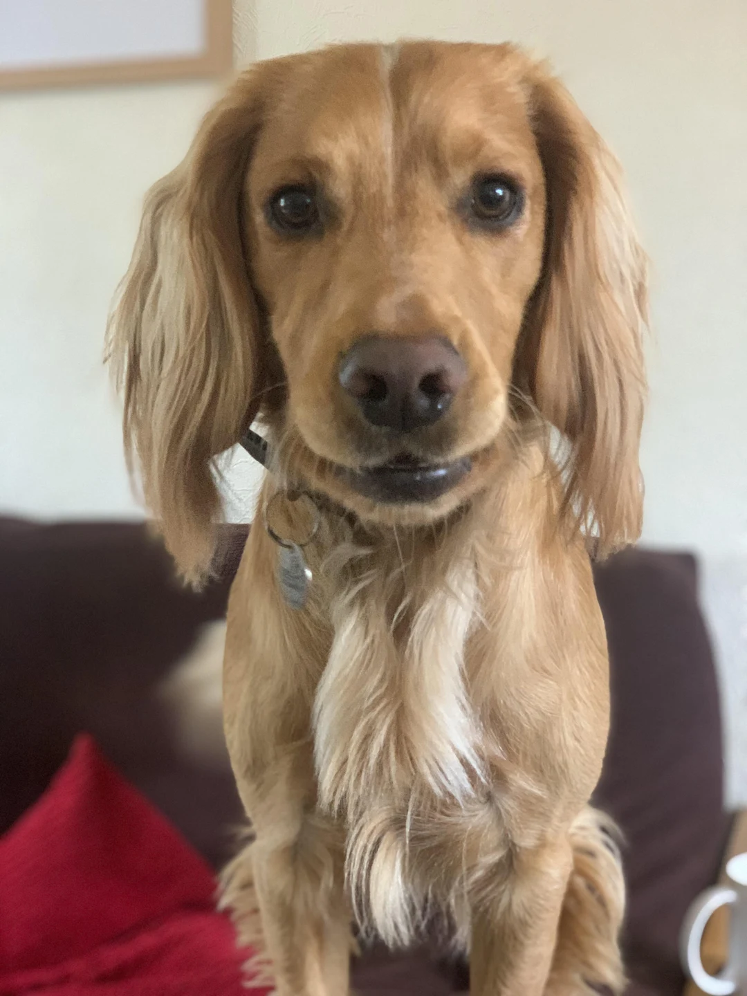 Introducing my boy Ruben, the (almost) 2 year old English Working Cocker Spaniel | Scrolller