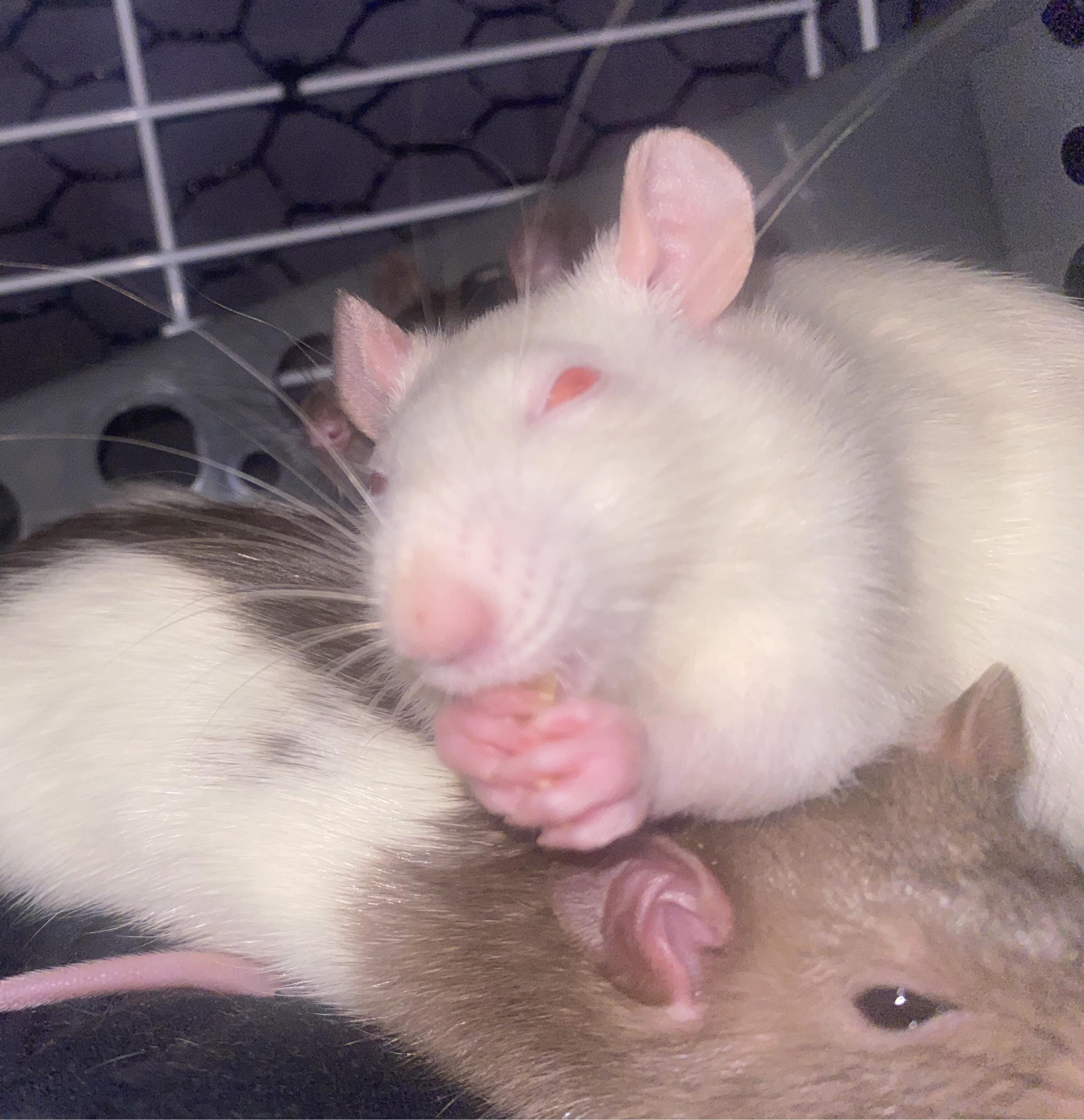 Share the goofiest photo of your rat/rats! | Scrolller