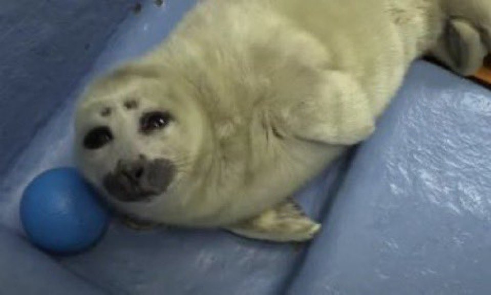 Just wanted to spread awareness about the existence of seals. | Scrolller