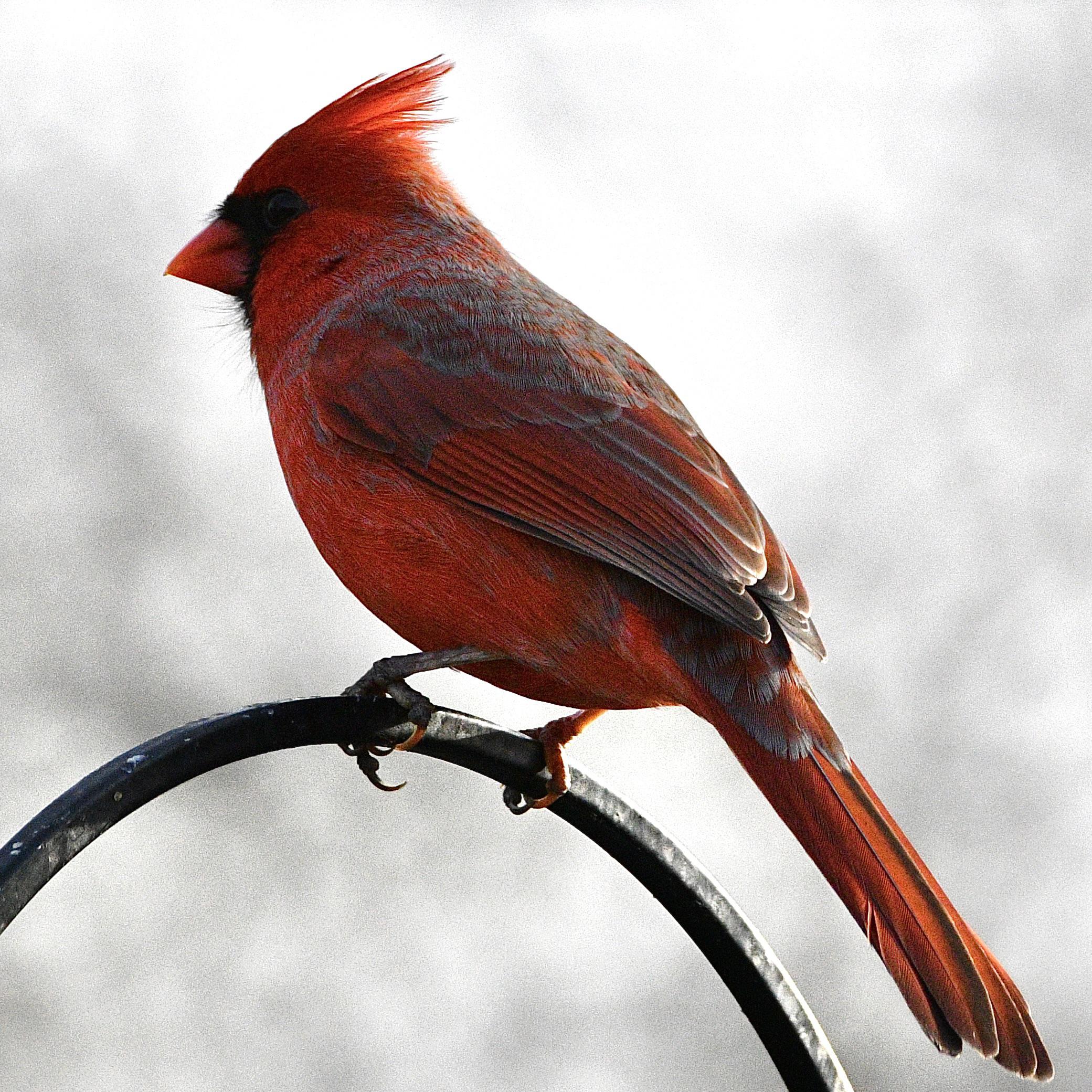 Male Northern Cardinal | Scrolller