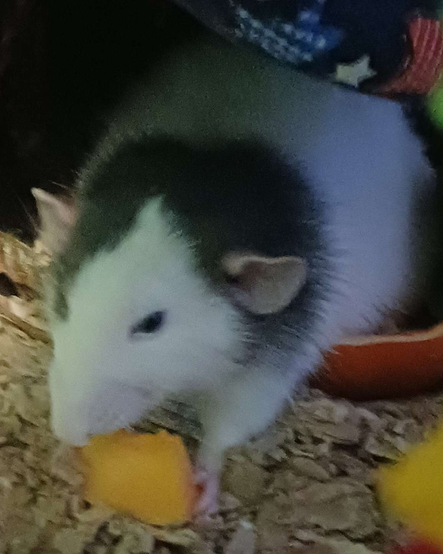 Pumpkin for the plump boy | Scrolller