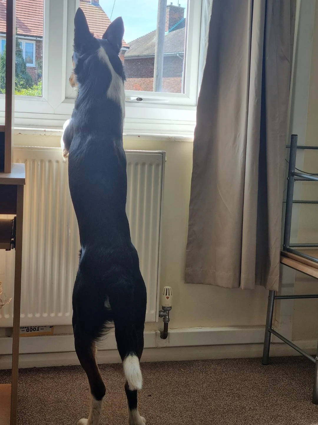 pippin waiting to shout at the postman, so cliche | Scrolller