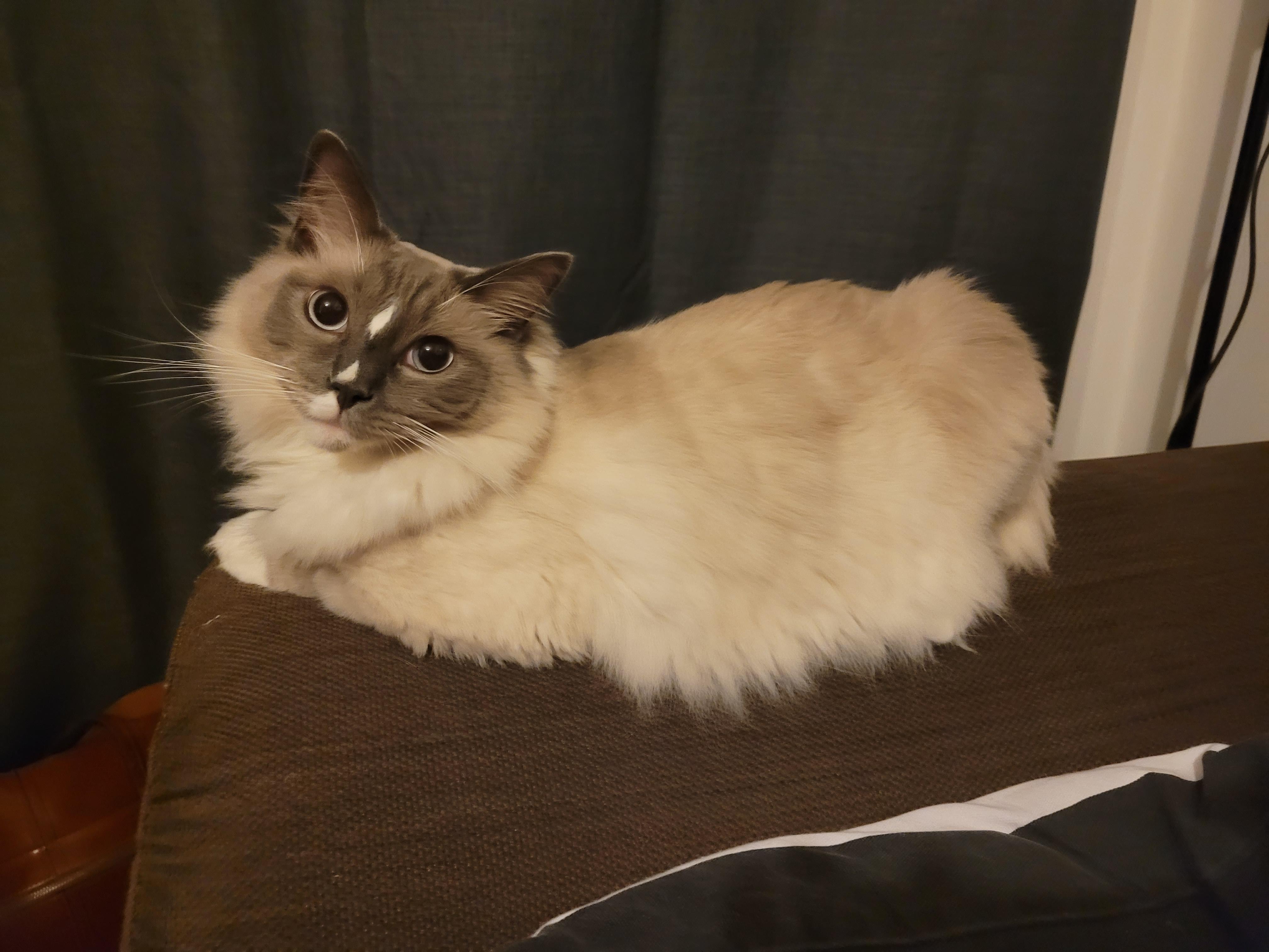 Discover more like Catloaf: Ragdoll loaf and Related Content | Scrolller