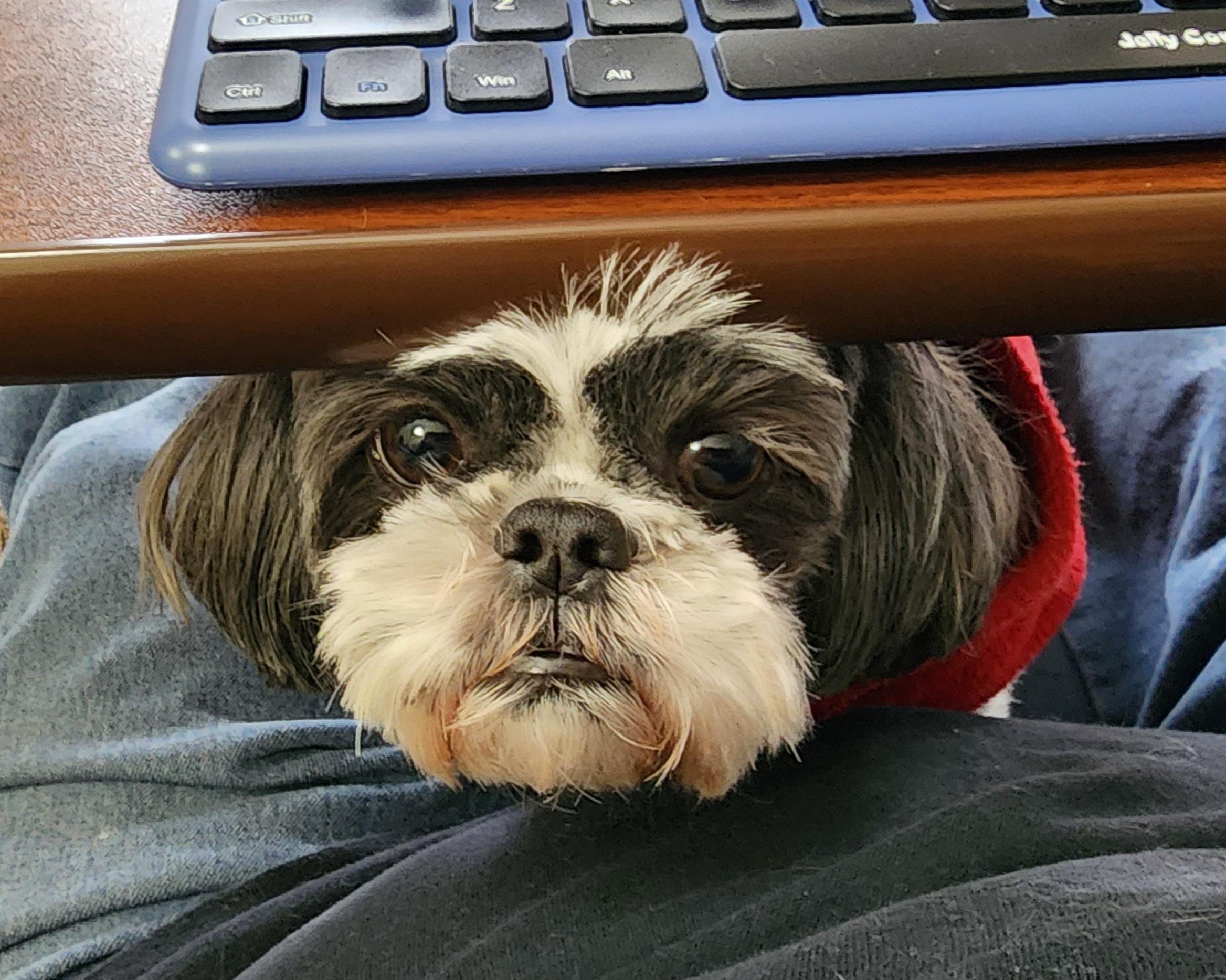 Harlee wants a moment of my time. | Scrolller