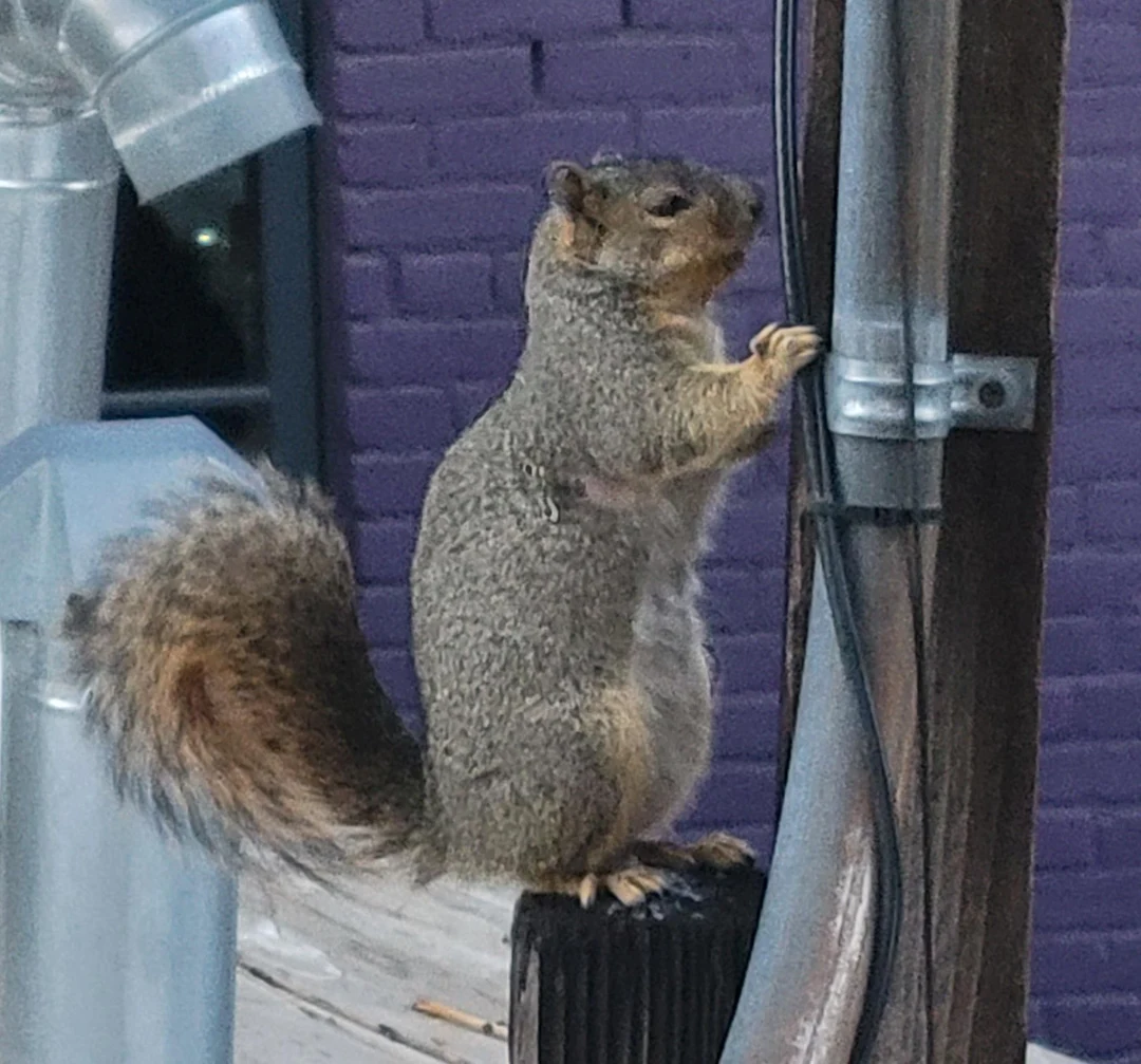 Domina Giving Me Side-eye | Scrolller