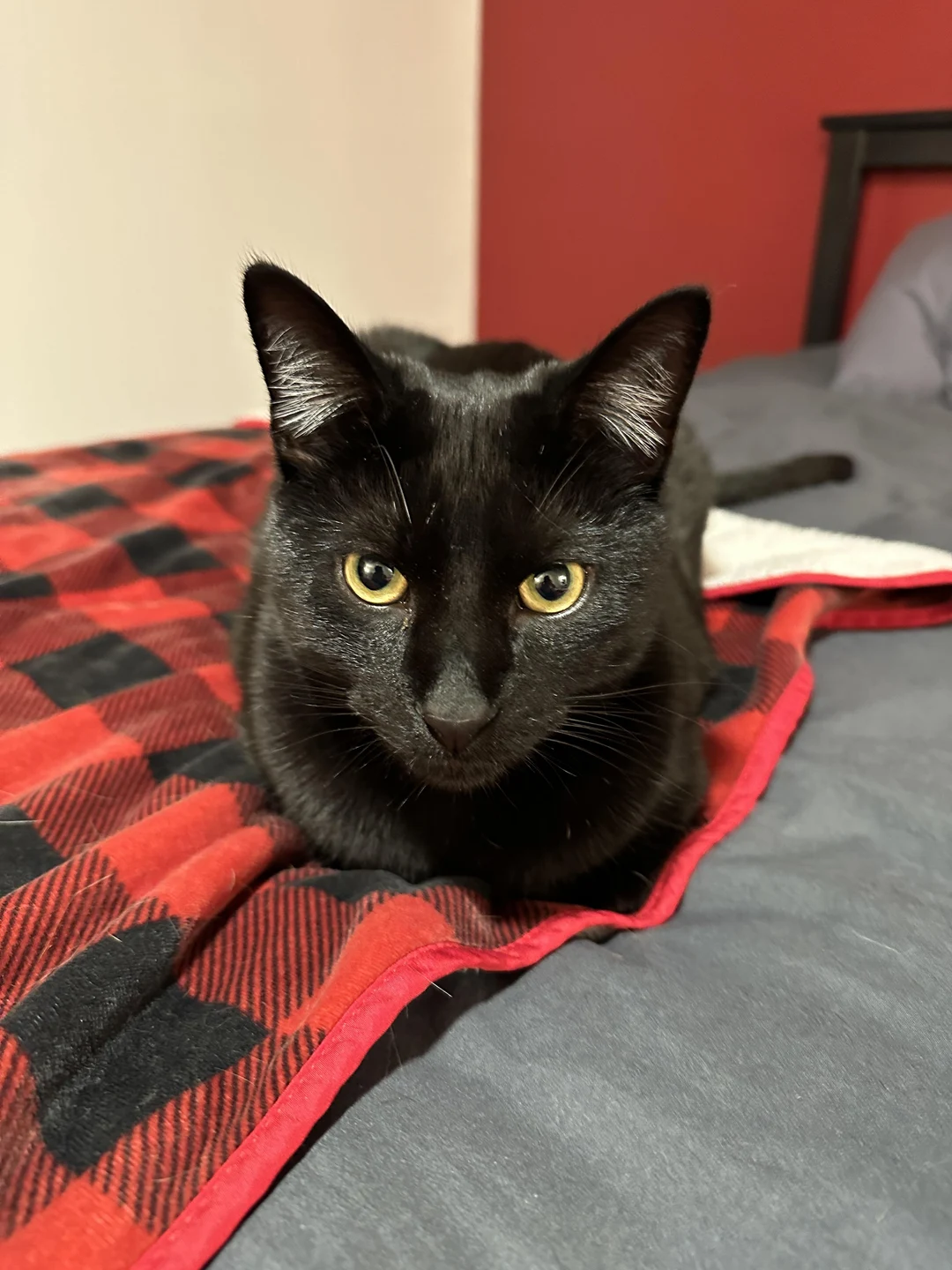 Caught Java loafing on my bed | Scrolller