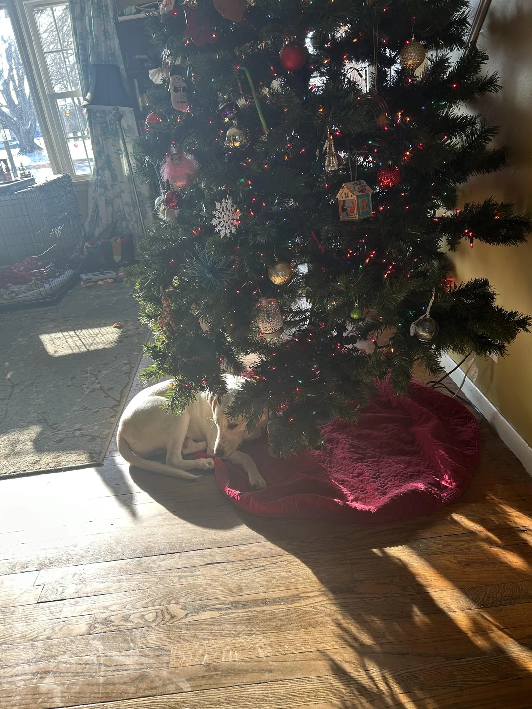 My dog is the present under the tree | Scrolller