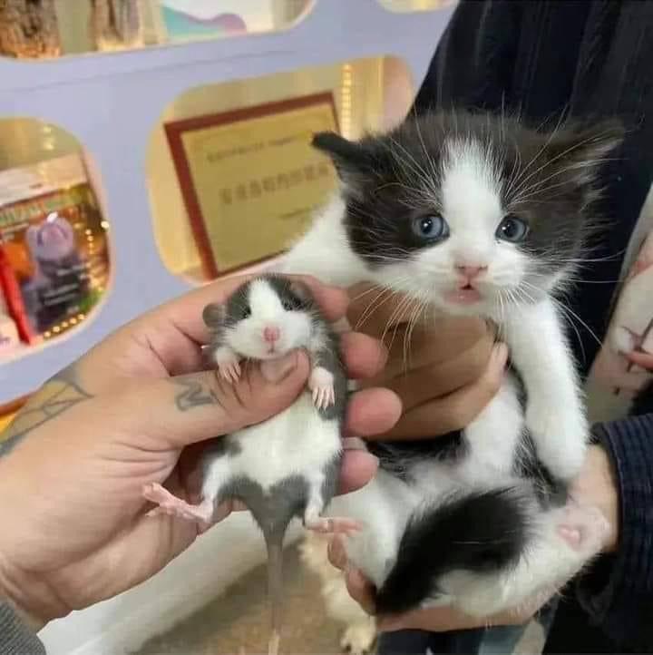 Tom and Jerry | Scrolller