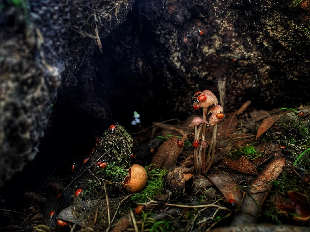 Ladybug on shrooms | Scrolller